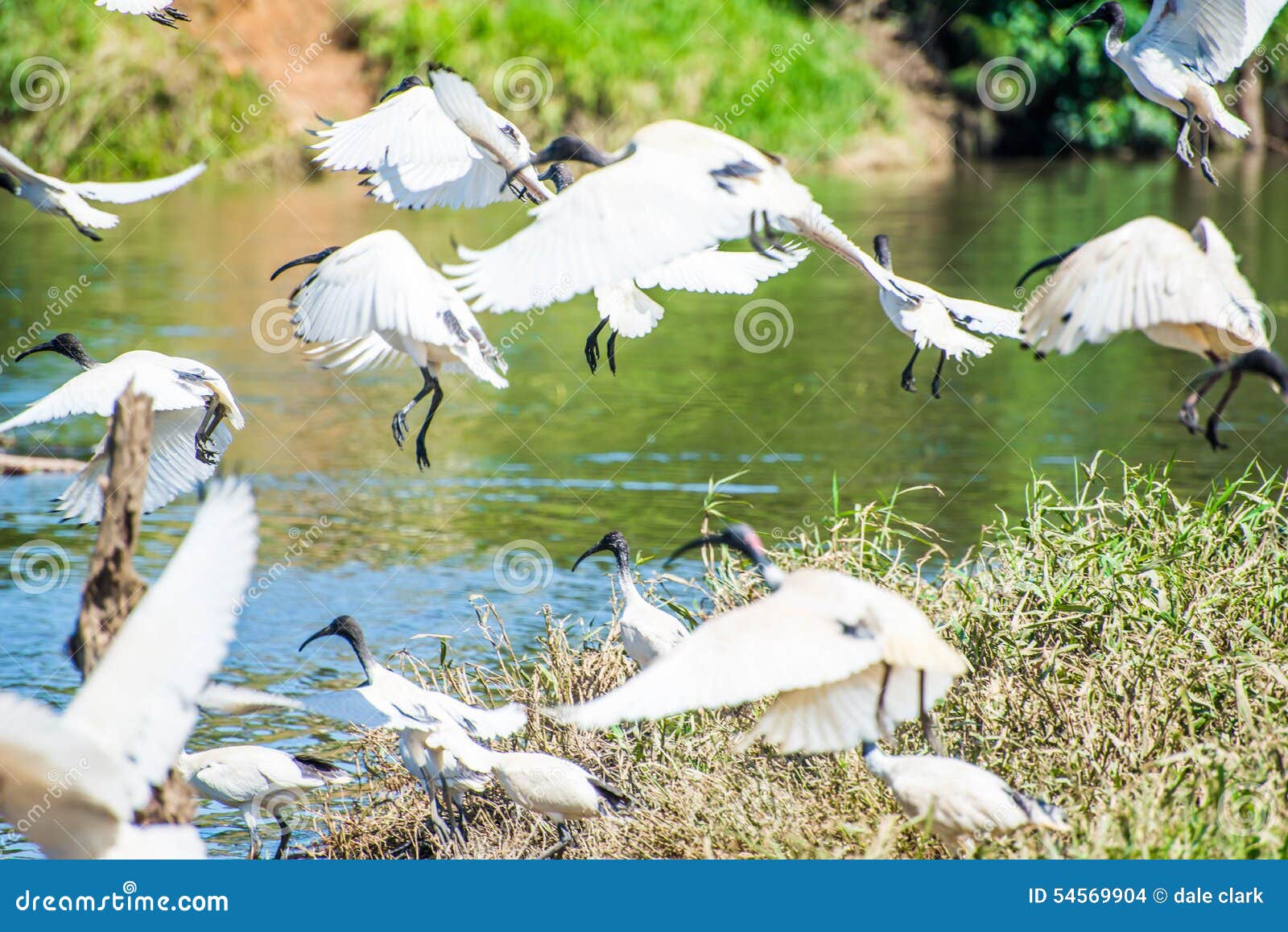 Flock of ibis stock photo. Image of white, water, australian - 54569904