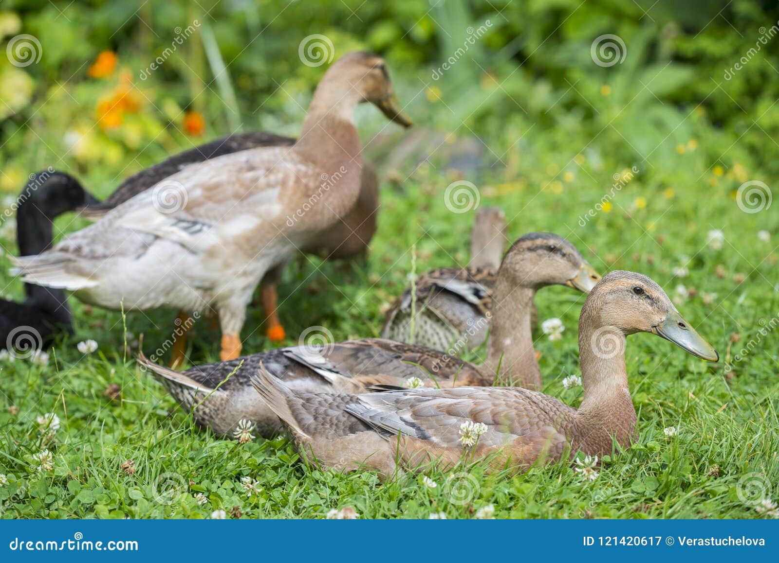 Indian Runner Ducks in the Garden Stock Image - Image of domestica ...
