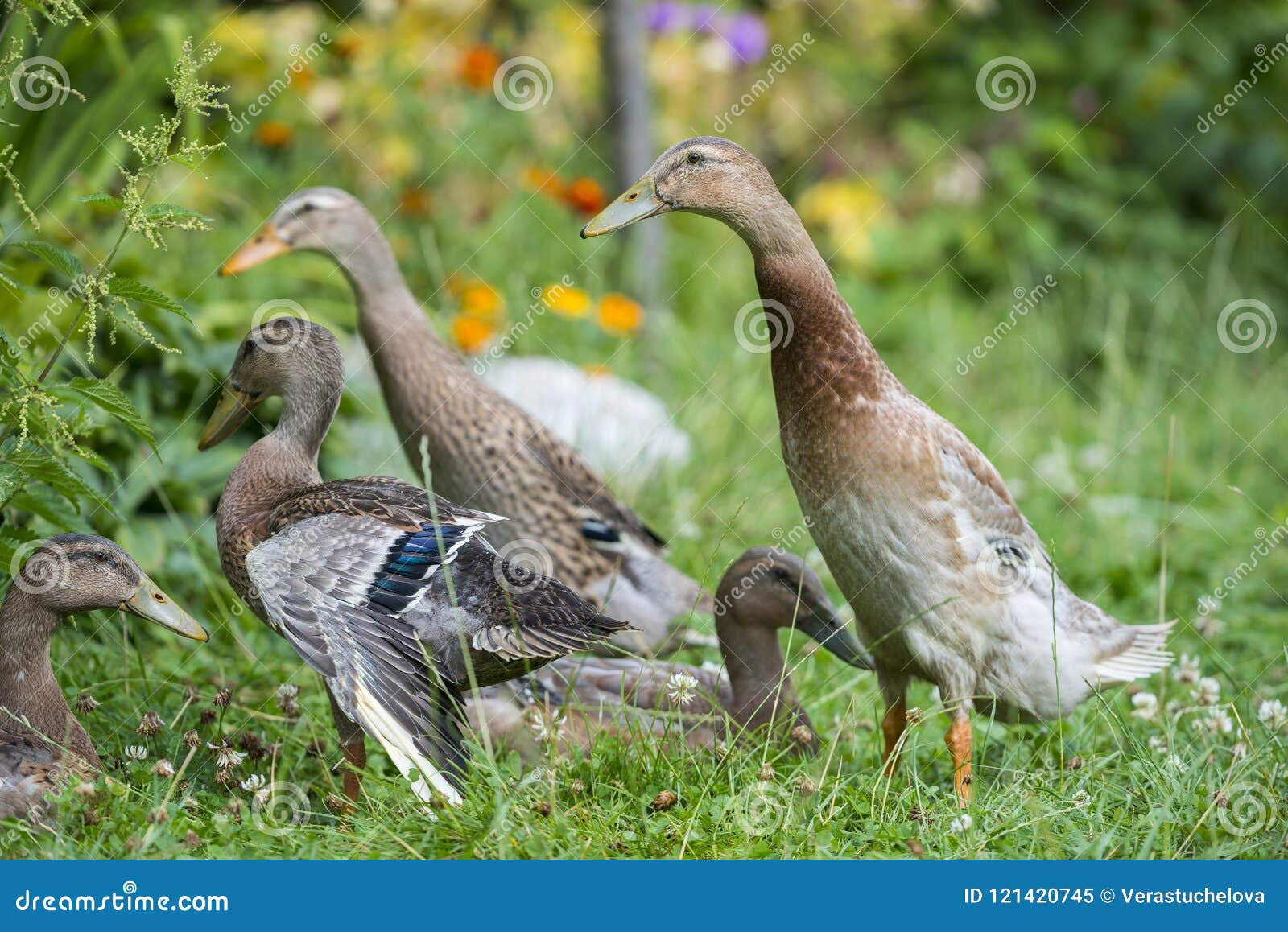 Indian Runner Ducks in the Garden Stock Image - Image of farmland, male ...