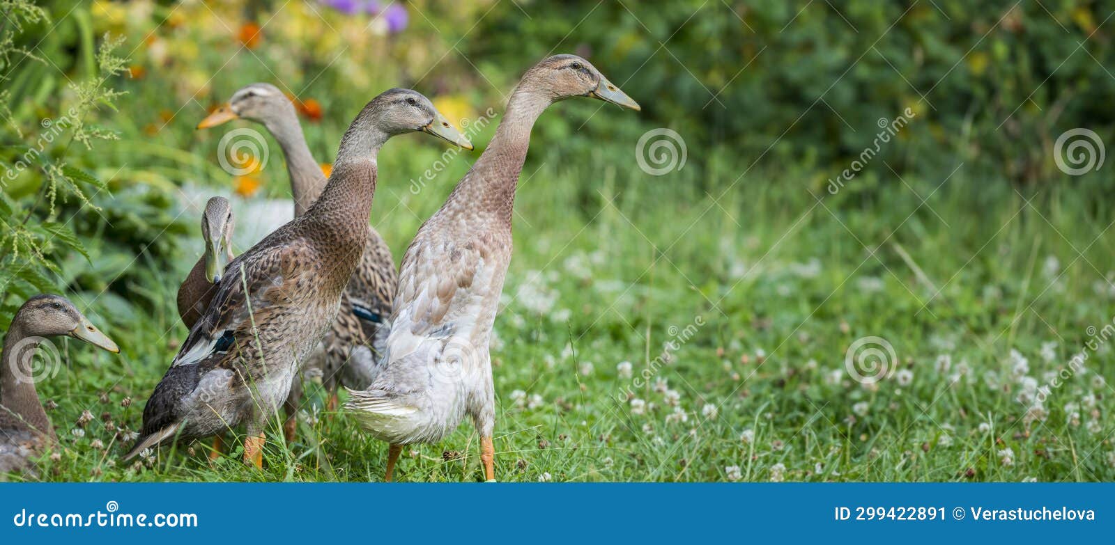 Indian Runner Ducks in the Garden Stock Image - Image of green, help ...