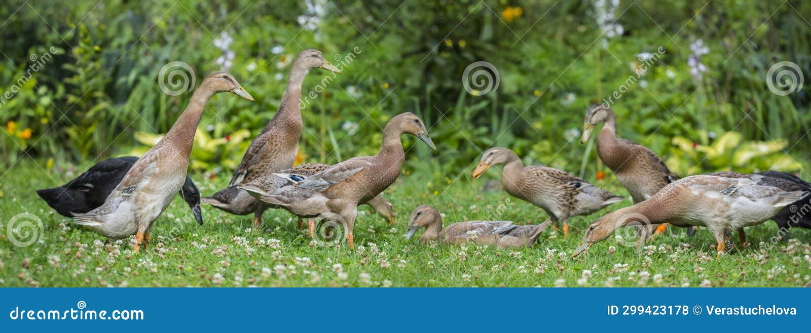 Indian Runner Ducks in the Garden Stock Photo - Image of help ...