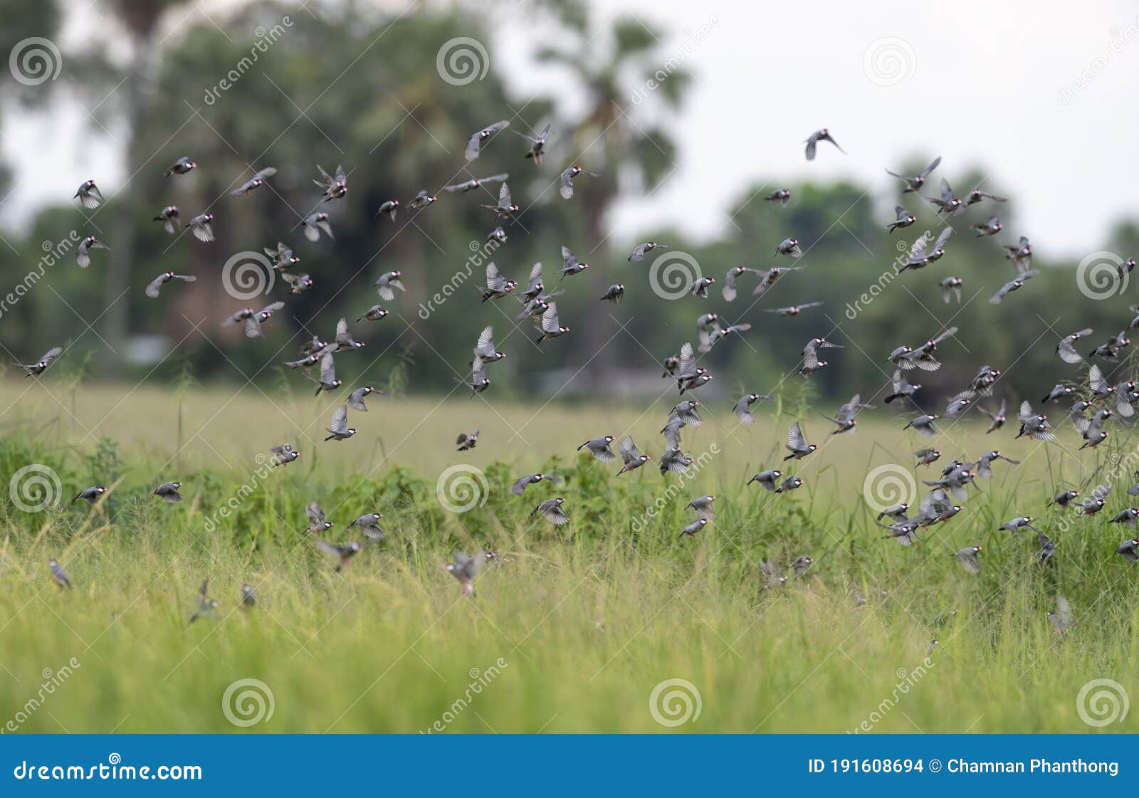 Flock of Java Sparrow Flying Stock Photo - Image of grey, cute: 191608694