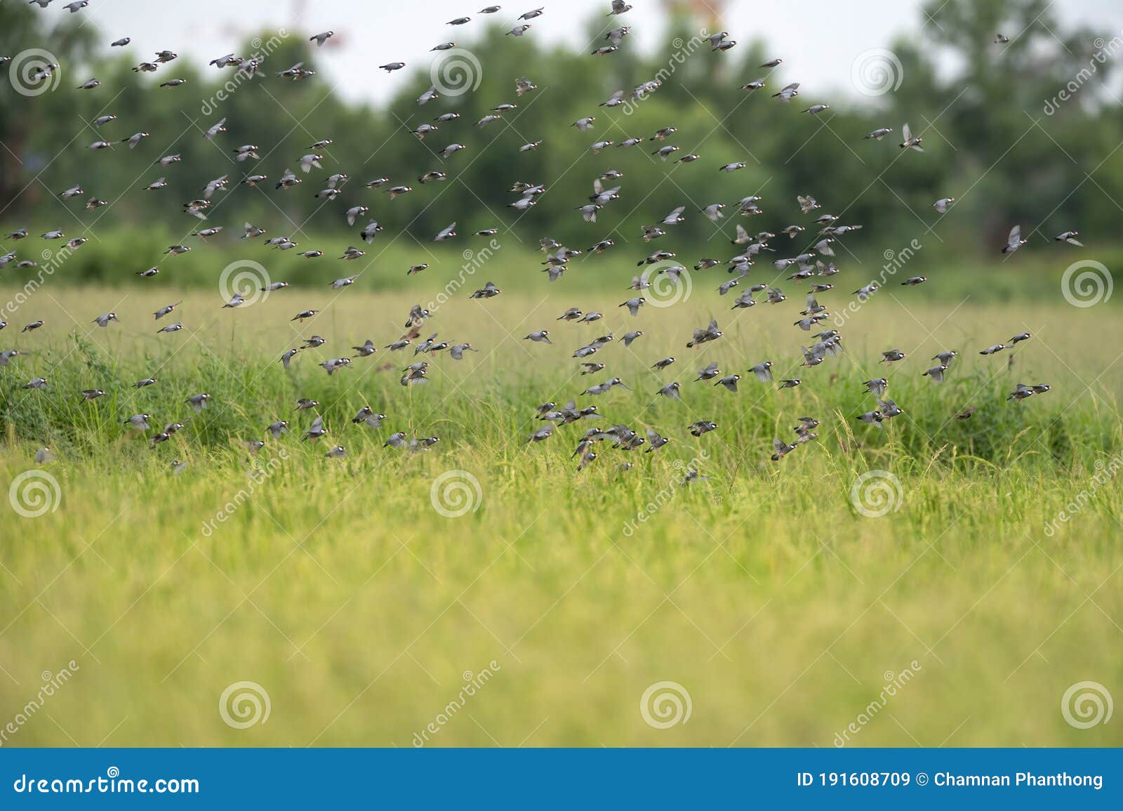 Flock of Java Sparrow Flying Stock Image - Image of beautiful, feather ...