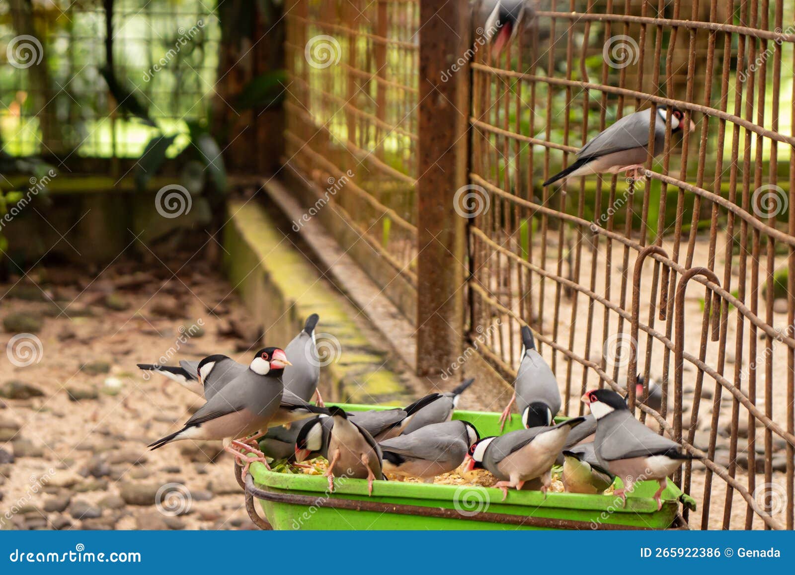 A Flock of Java Sparrows or Padda Stock Photo - Image of garden ...