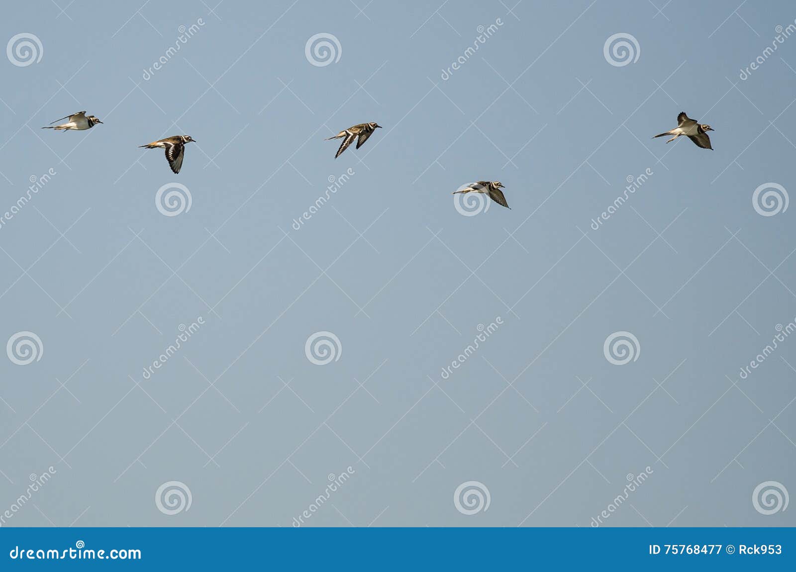 Flock of Killdeer Flying in a Blue Sky Stock Image - Image of plover ...