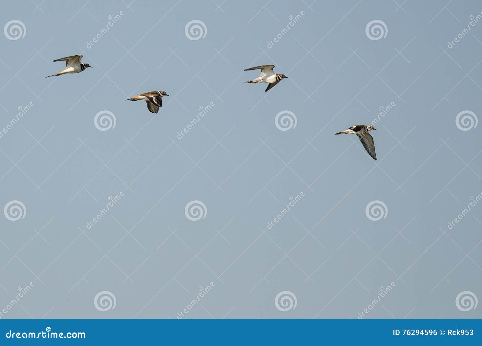 Flock of Killdeer Flying in a Blue Sky Stock Photo - Image of wildlife ...