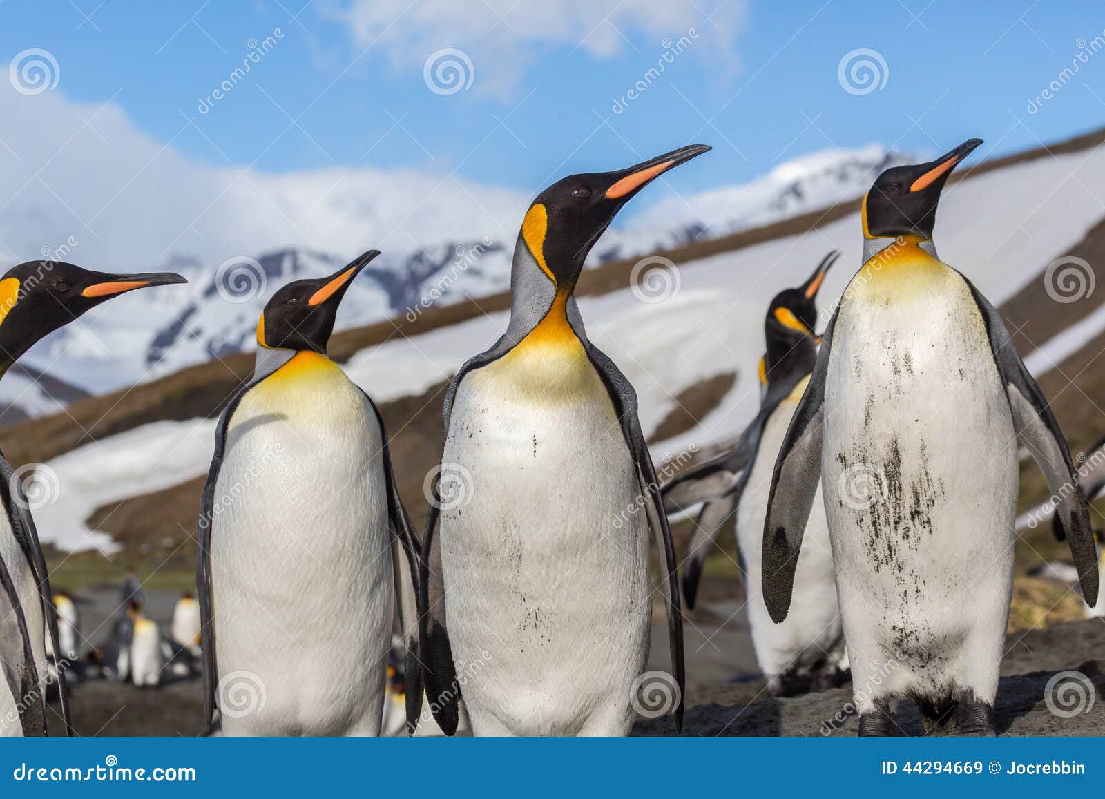 Flock of King Penguins Looking Right Stock Image - Image of extreme ...