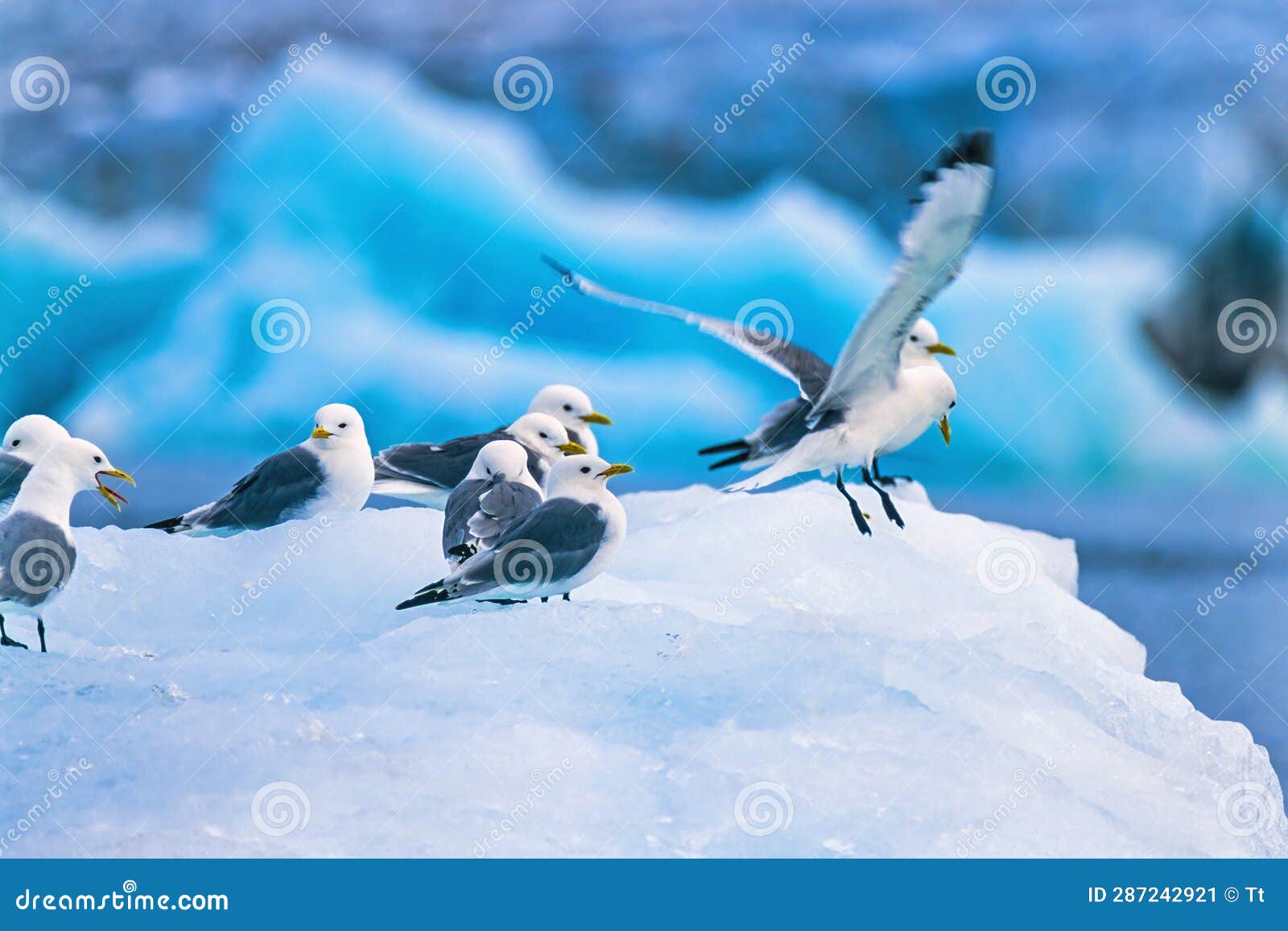 Flock with Kittiwake on a Ice Floe in Svalbard Stock Image - Image of ...