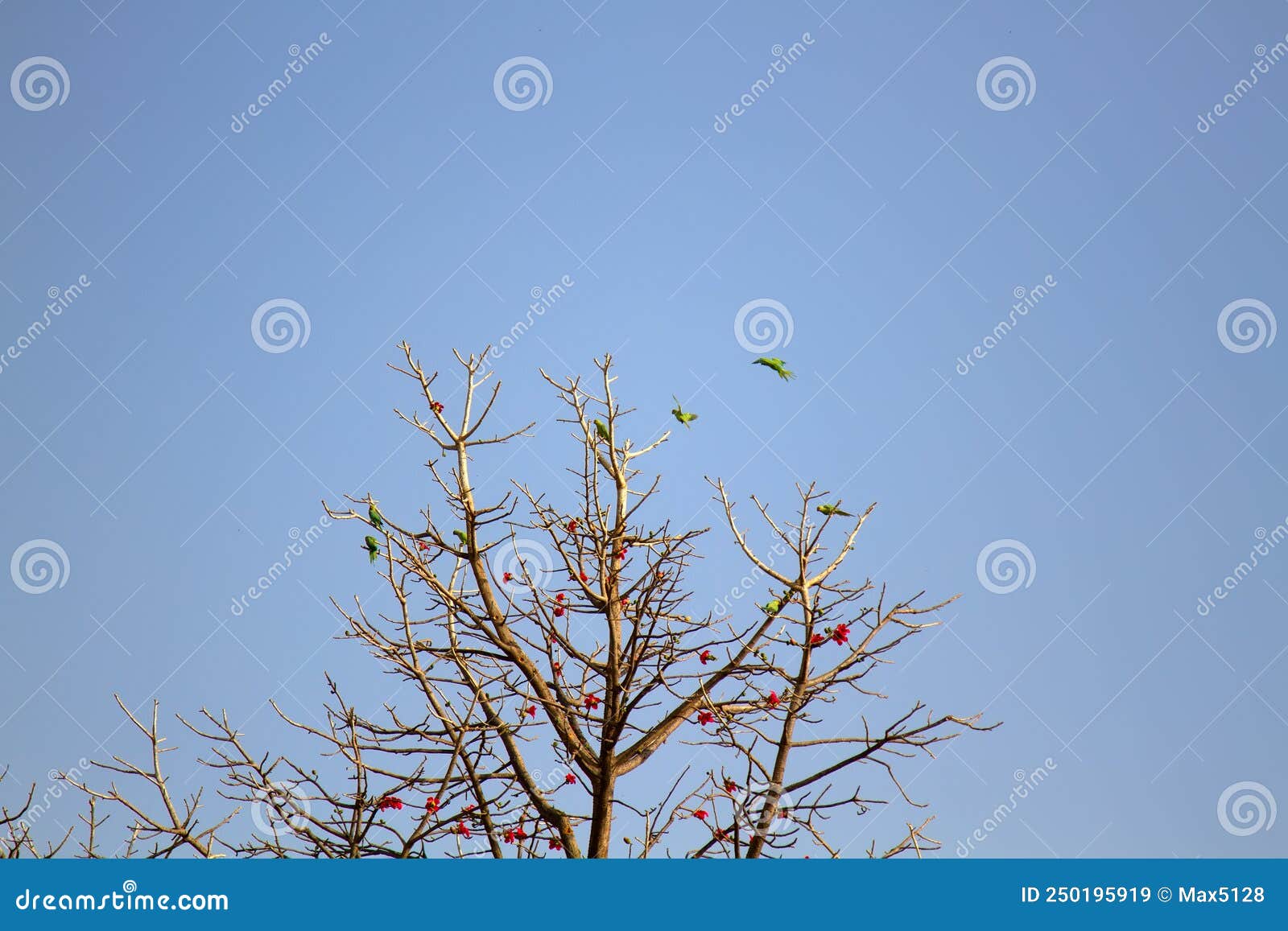 Flock of Kramer parrots stock image. Image of bird, fruitarian - 250195919