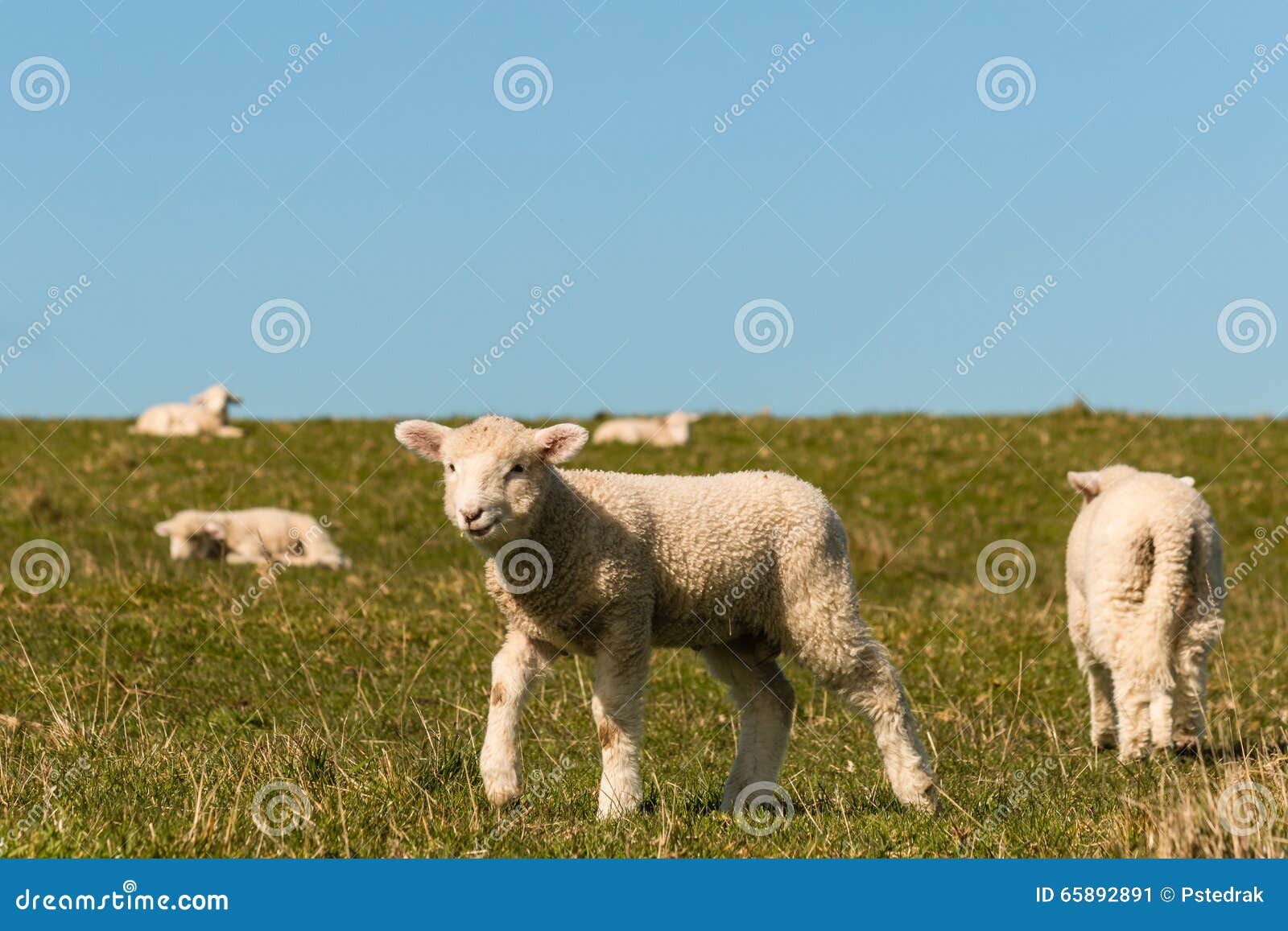 Flock of Lambs Grazing on Meadow Stock Image - Image of clouds, symbol ...