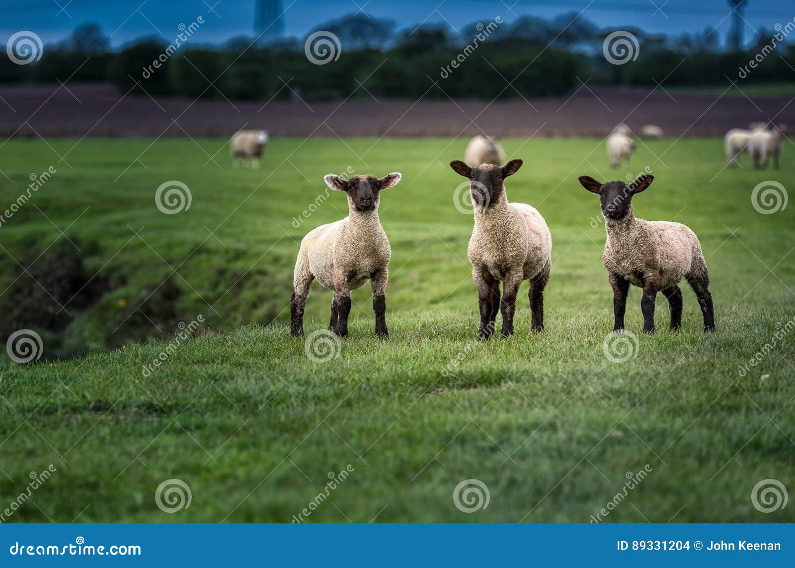 Flock of Lambs stock photo. Image of group, curious, animals - 89331204