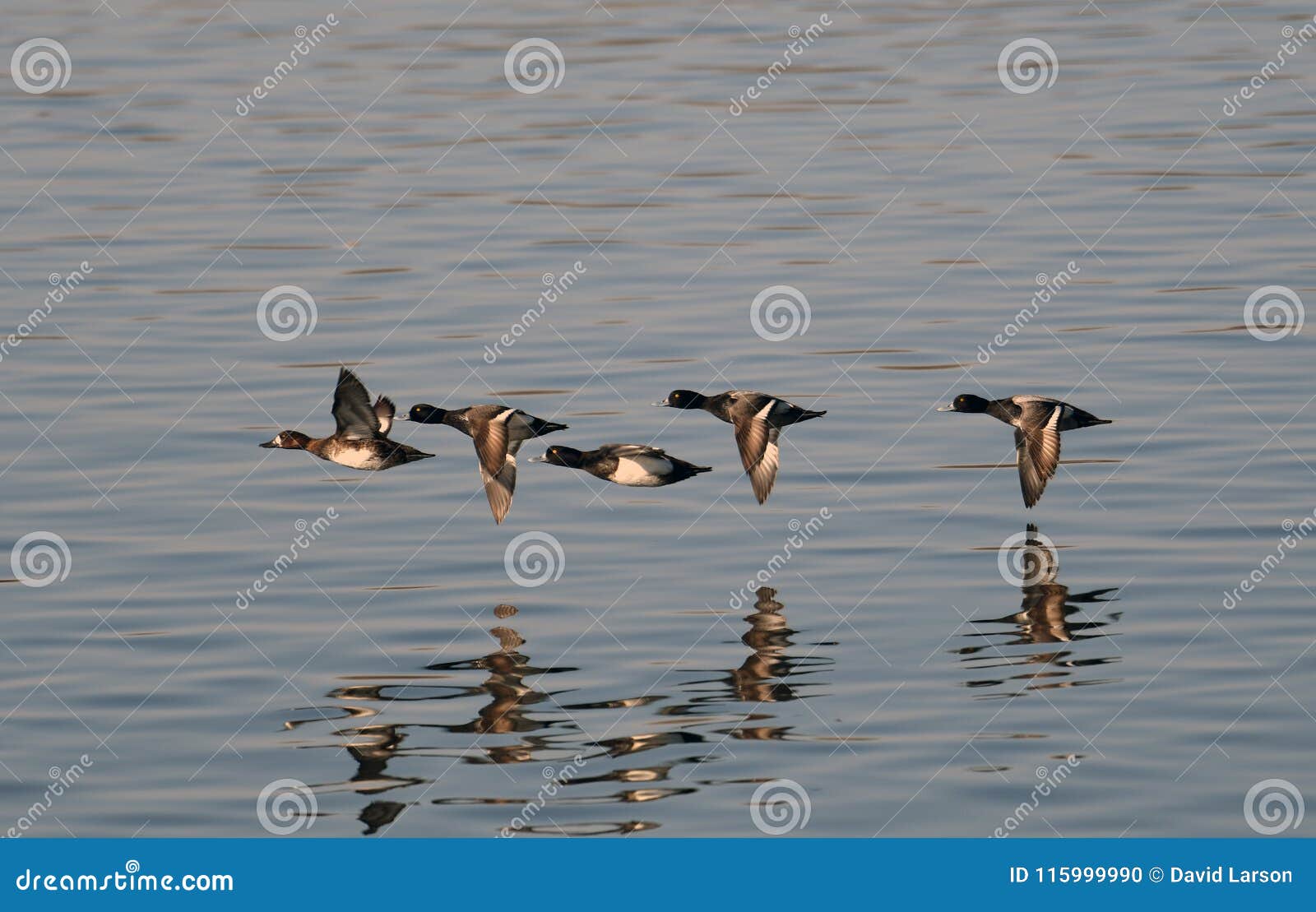 Flock of Lesser Scaups / Ducks Stock Photo - Image of ducks, river ...