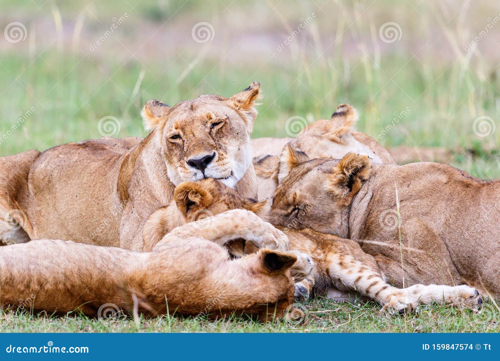 Flock of Lion Lying and Resting in the Savannah Stock Photo - Image of ...