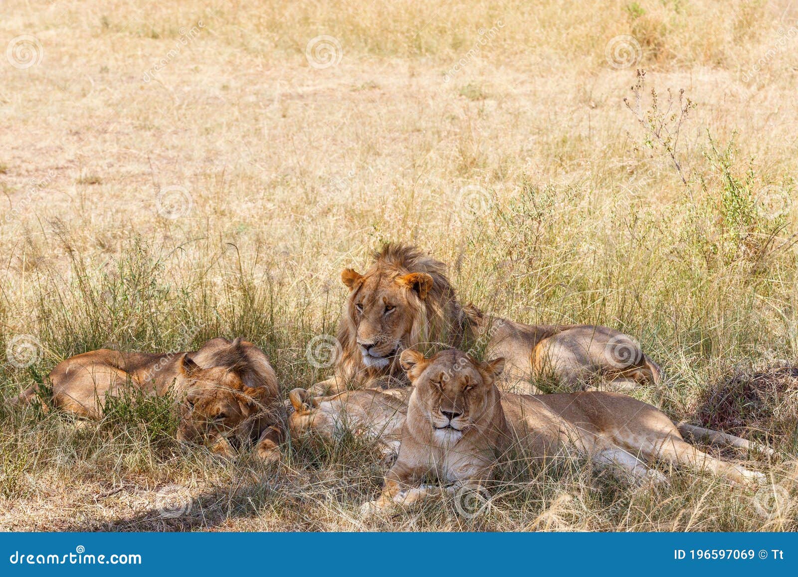 Flock of Lions Resting in the Shade, a Hot Day Stock Image - Image of ...