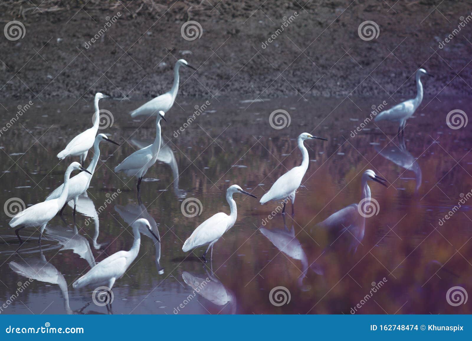 Flock Little Egert Bird Standing in Mud Flat Stock Photo - Image of ...