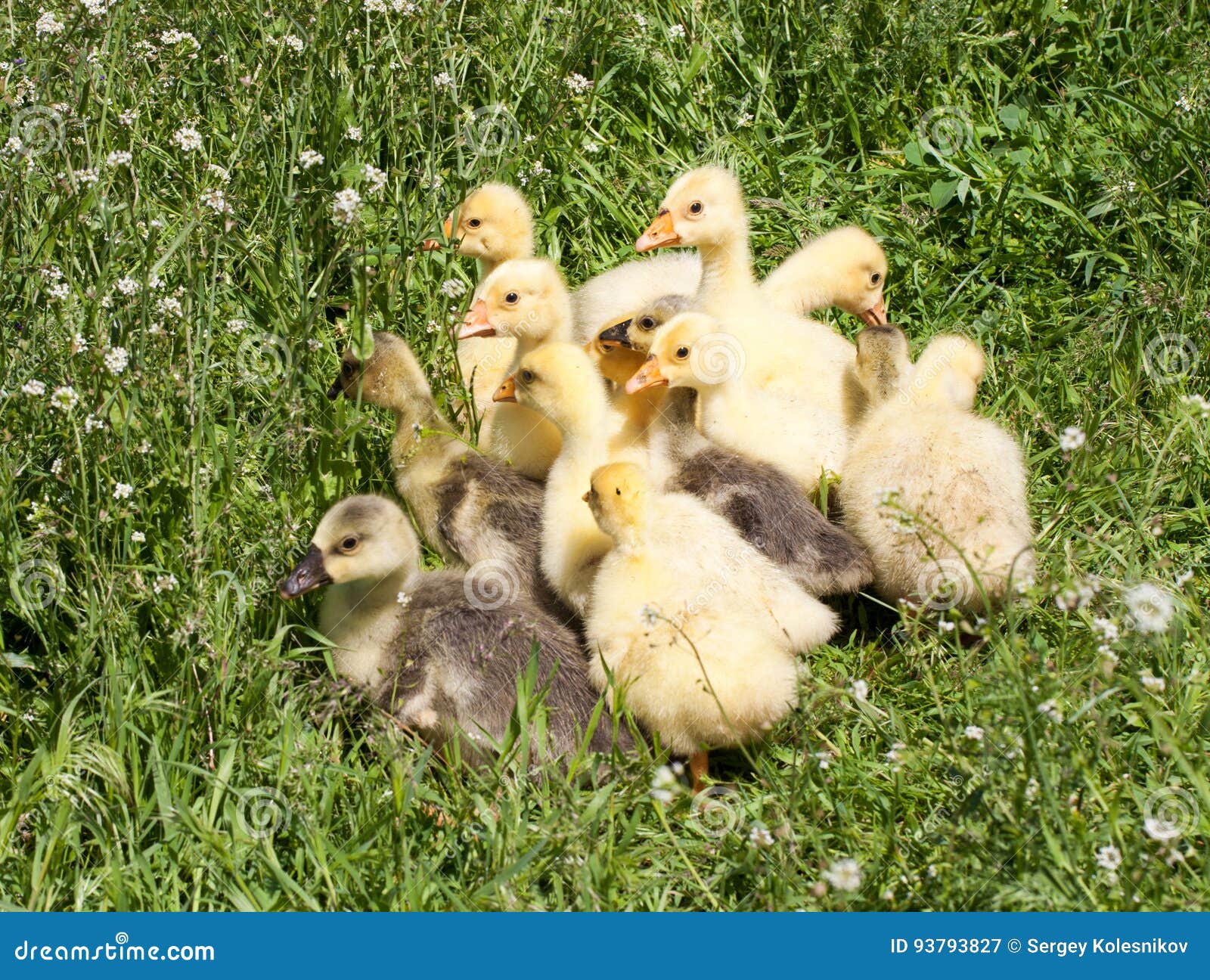 A Flock of Little Geese Grazing in Green Grass Stock Image - Image of ...