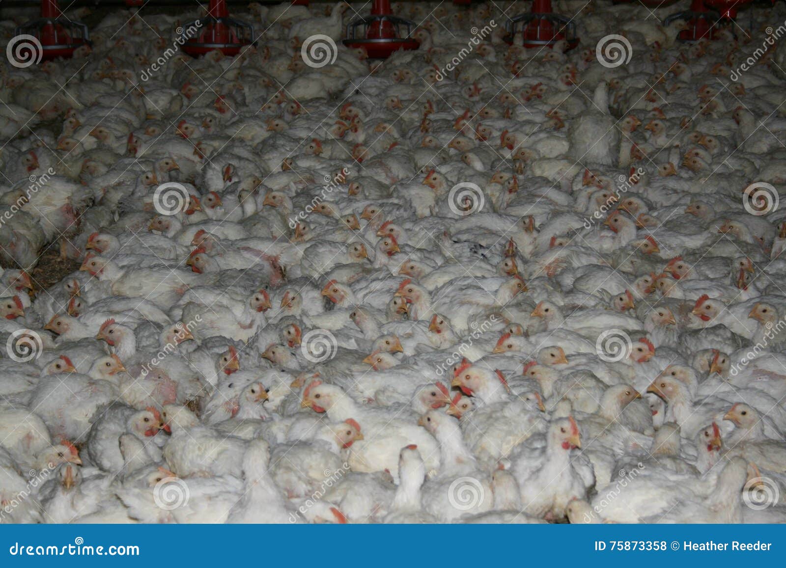 Flock of Live Chickens Inside Industrial Poultry House. Stock Photo ...