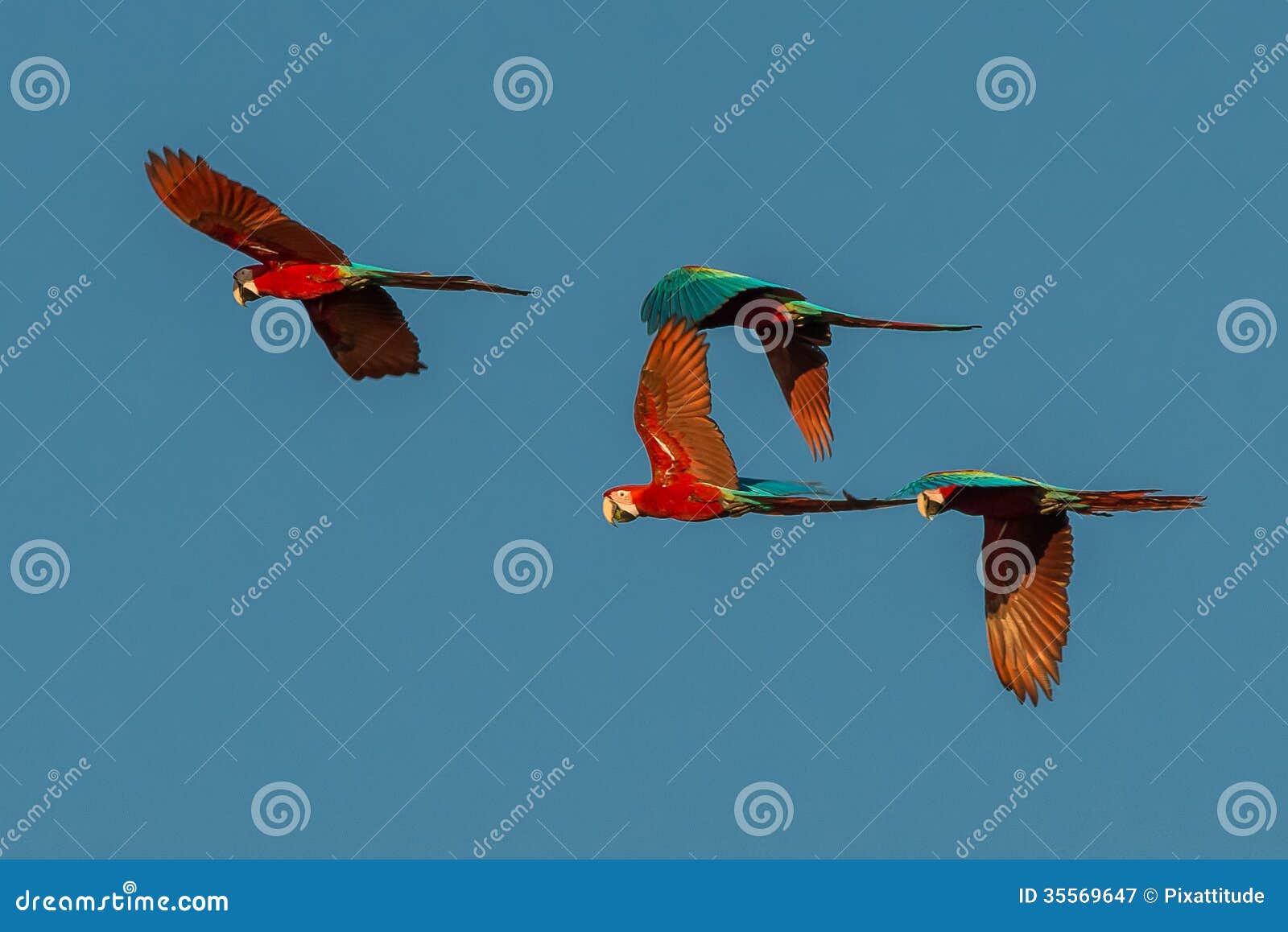 Flock of Macaws Flying in the Peruvian Amazon Jungle at Madre De Stock ...