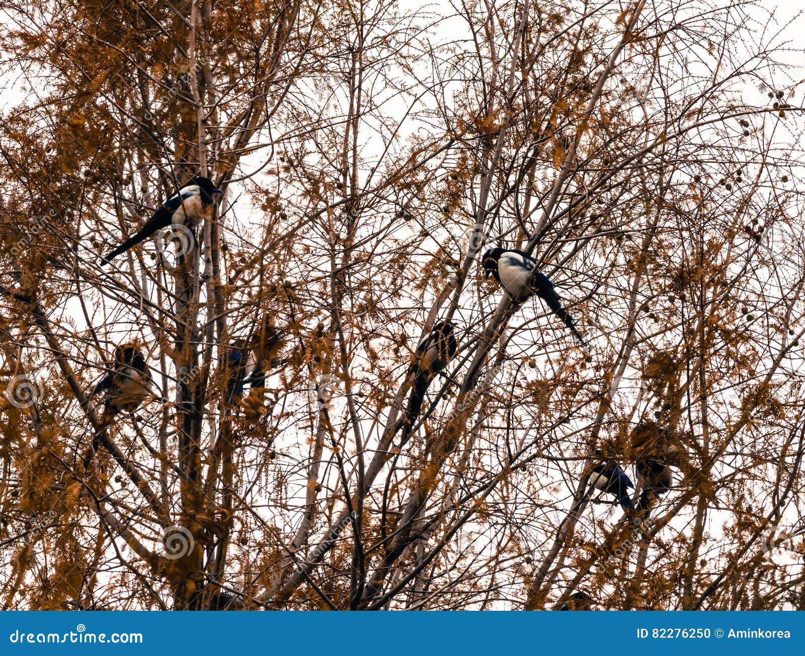 Flock of Magpies Roosting in the Branches of a Large Tre Stock Photo ...