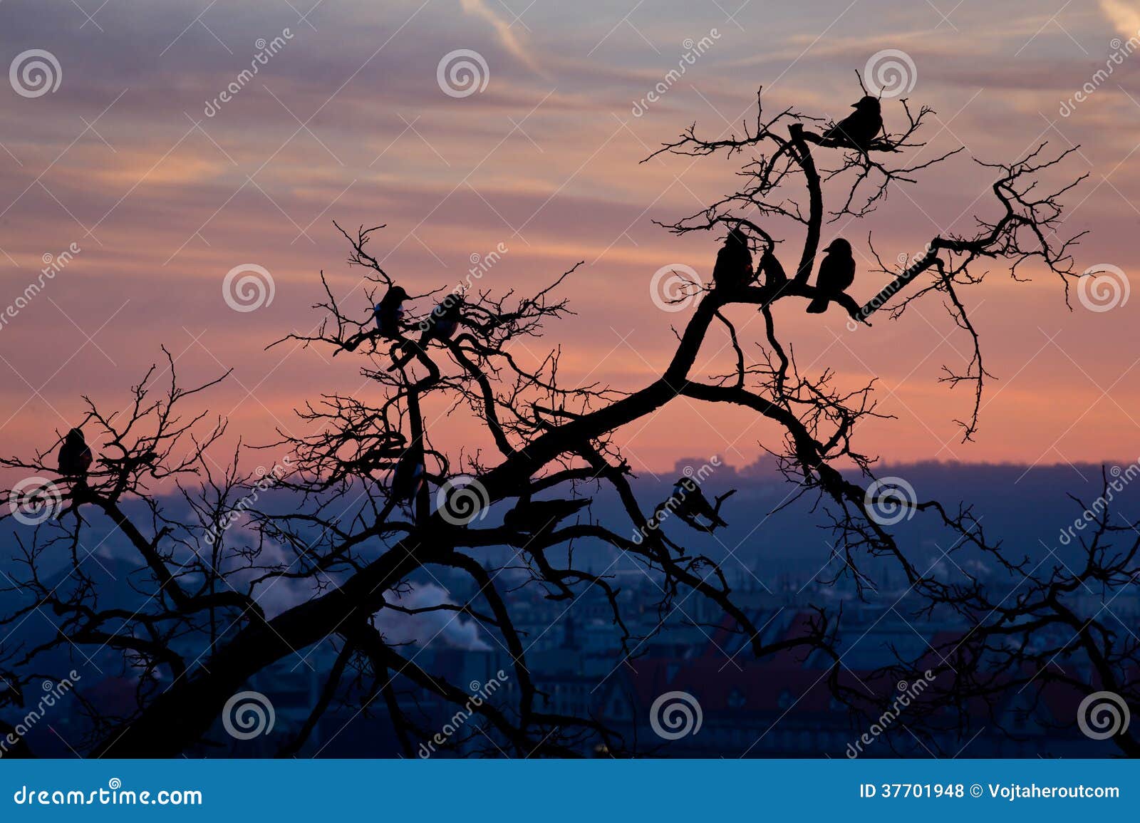 A Flock Of Magpies With Light Wings Is Flying On The Blue Sky ...