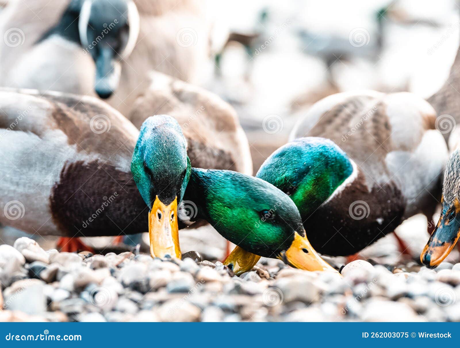 Flock of Mallard Duck on the Shore Stock Image - Image of forest, wing ...