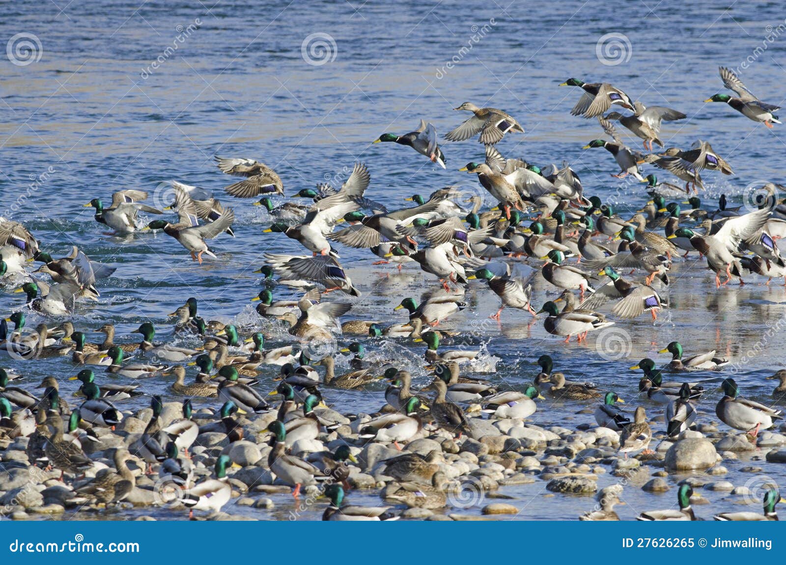 A Flock of Mallard Ducks stock image. Image of waterfoul - 27626265