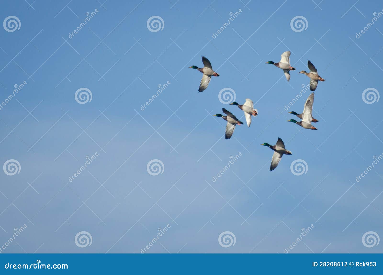Flock of Mallard Ducks Flying in Blue Sky Stock Photo - Image of bird ...