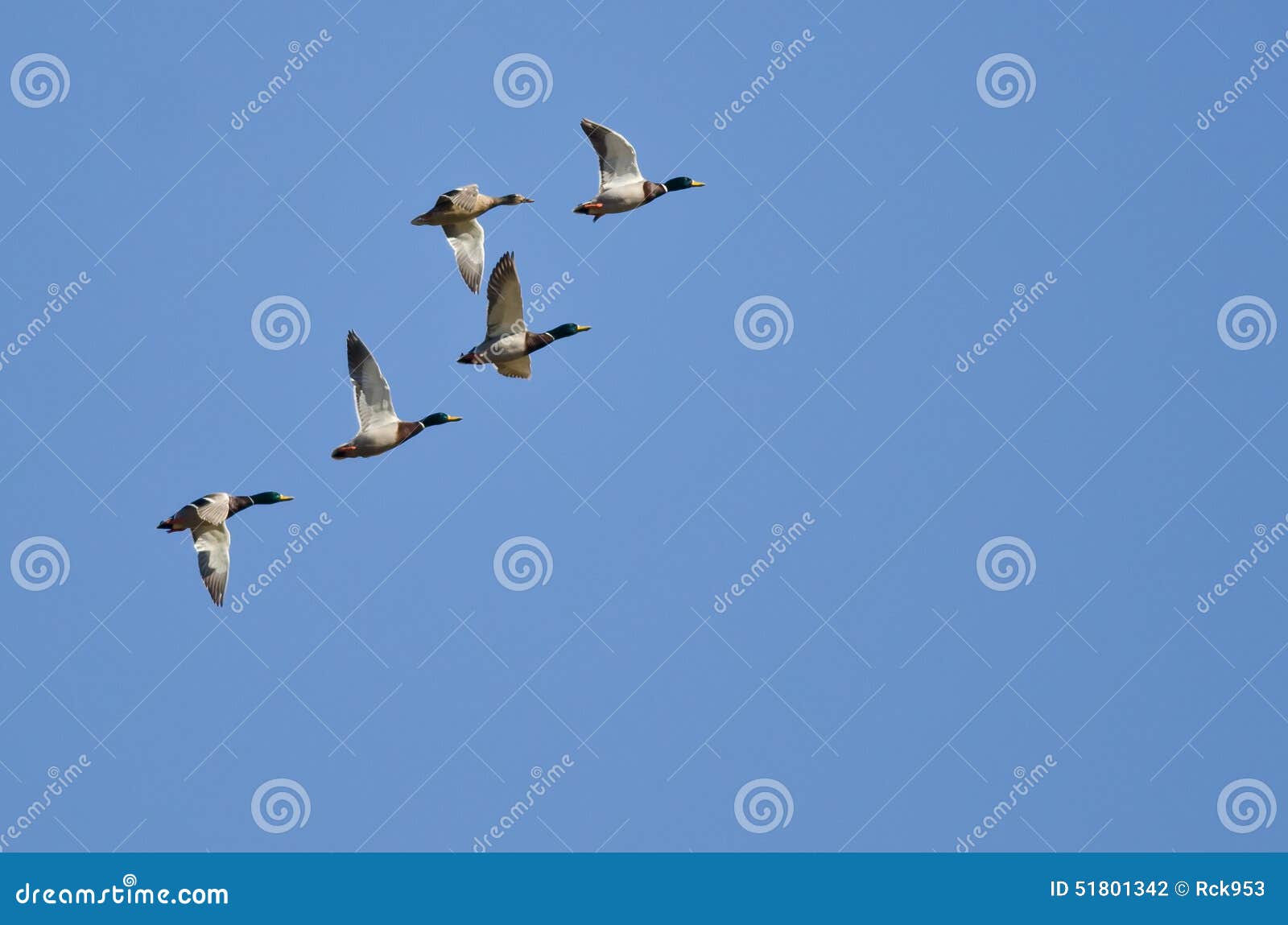 Flock of Mallard Ducks Flying in a Blue Sky Stock Photo - Image of ...