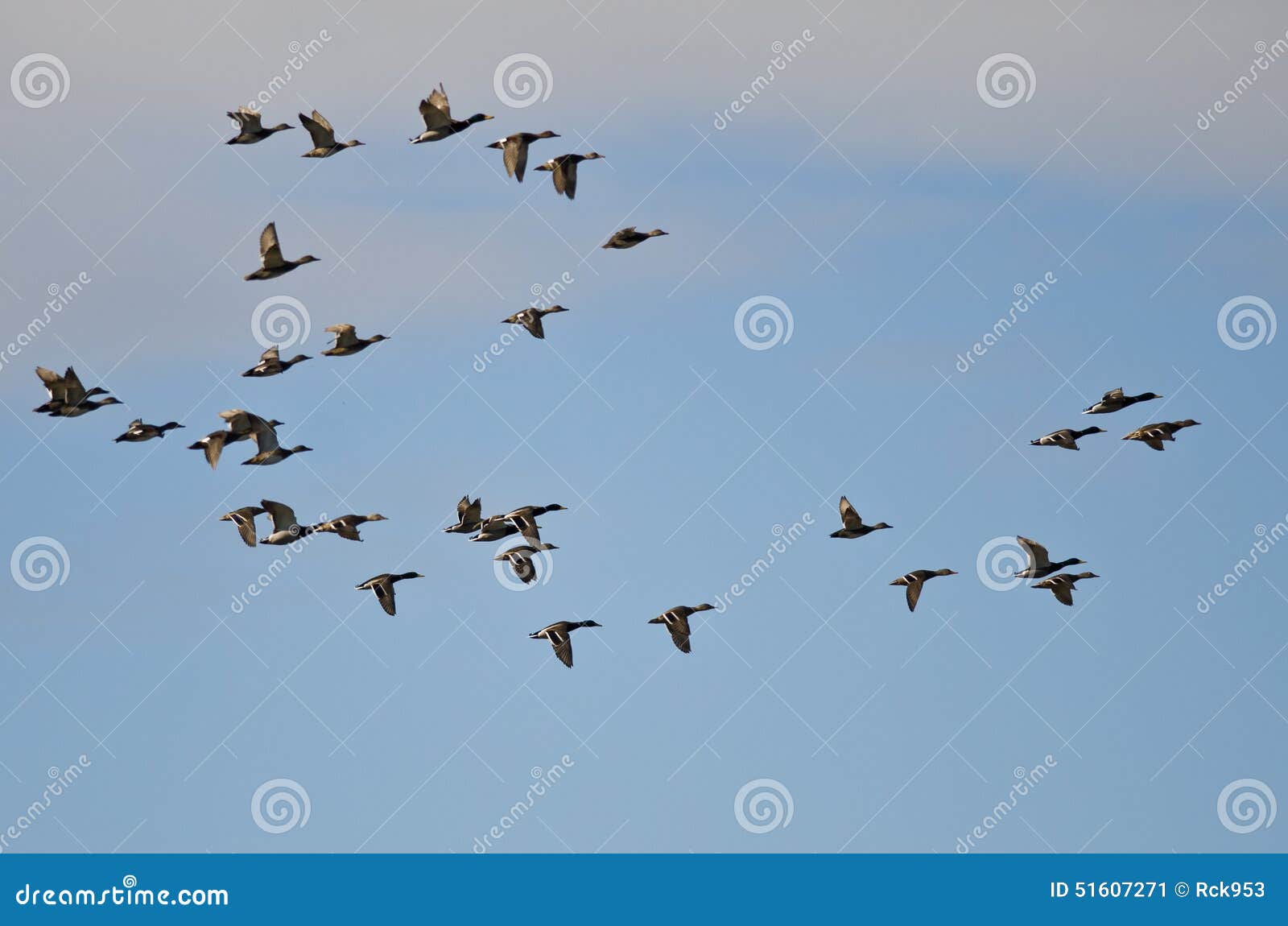 Flock of Mallard Ducks Flying in a Cloudy Sky Stock Image - Image of ...