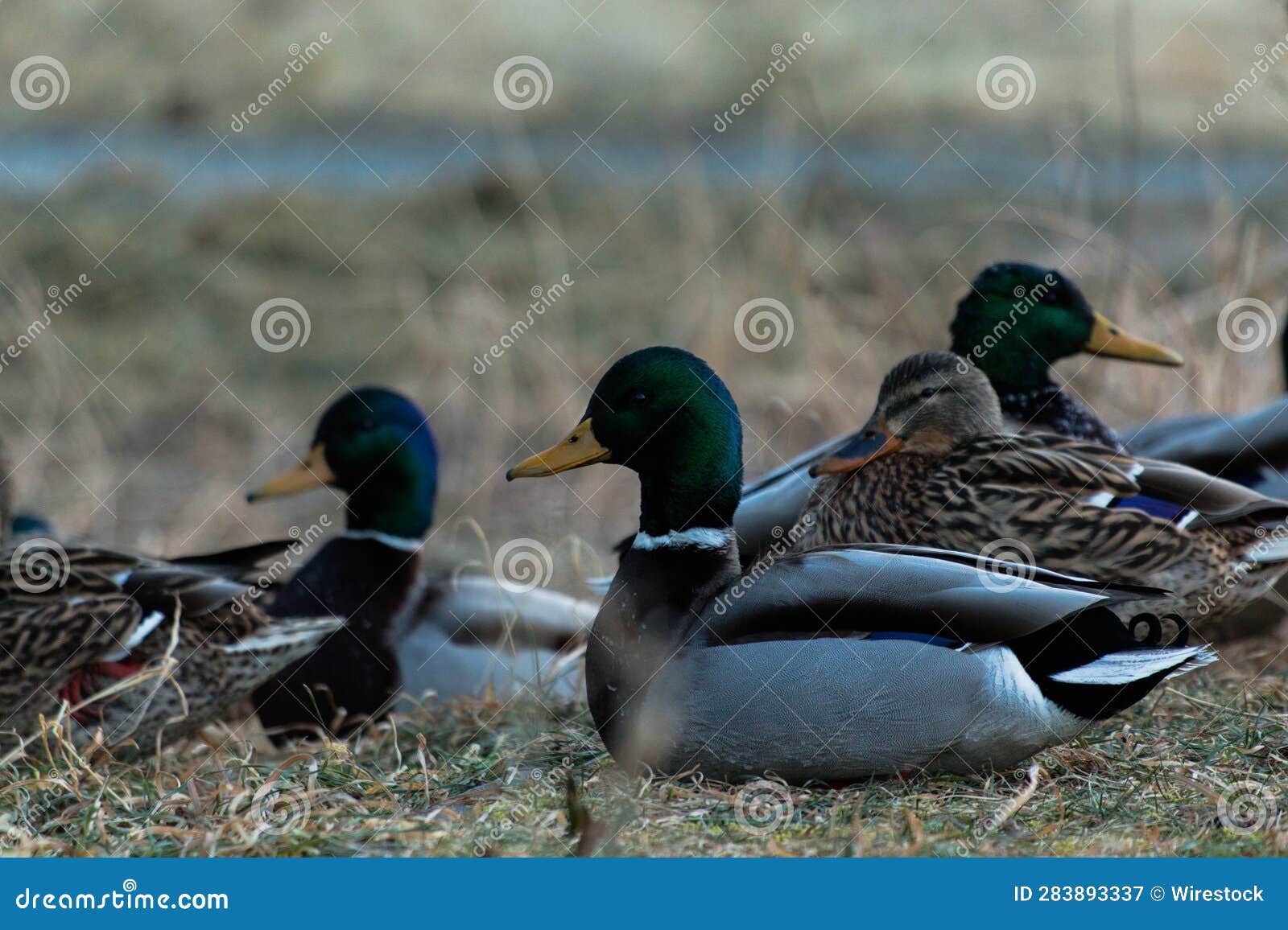 Flock of Mallard Ducks Resting in a Meadow. Stock Image - Image of ...