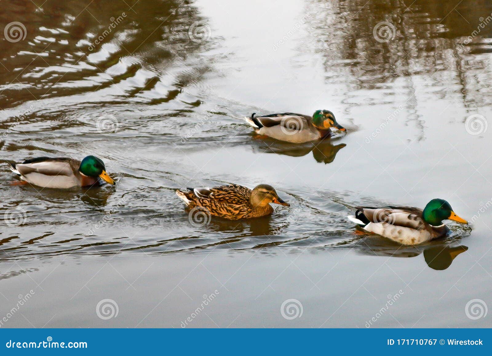 Flock of Mallard Ducks Swimming in a Lake during Daytime Stock Image ...