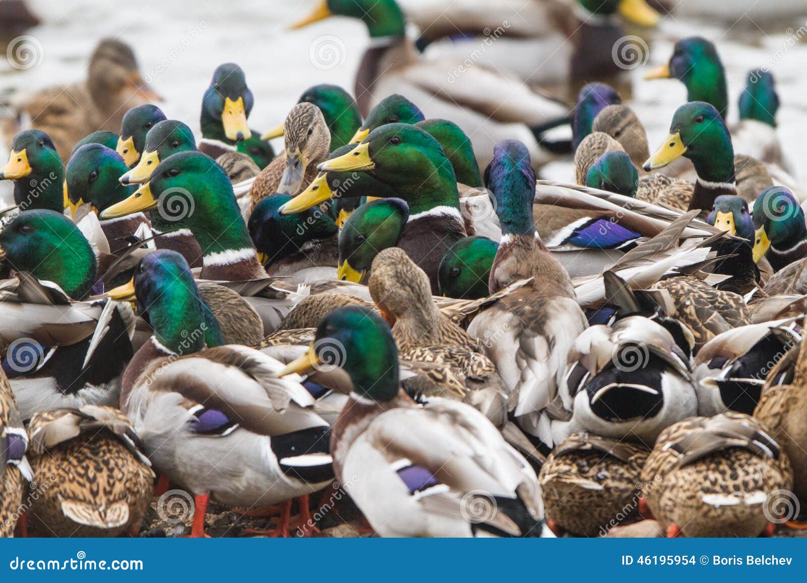 Flock of Mallards on an Icy River Stock Photo - Image of ioji, flock ...