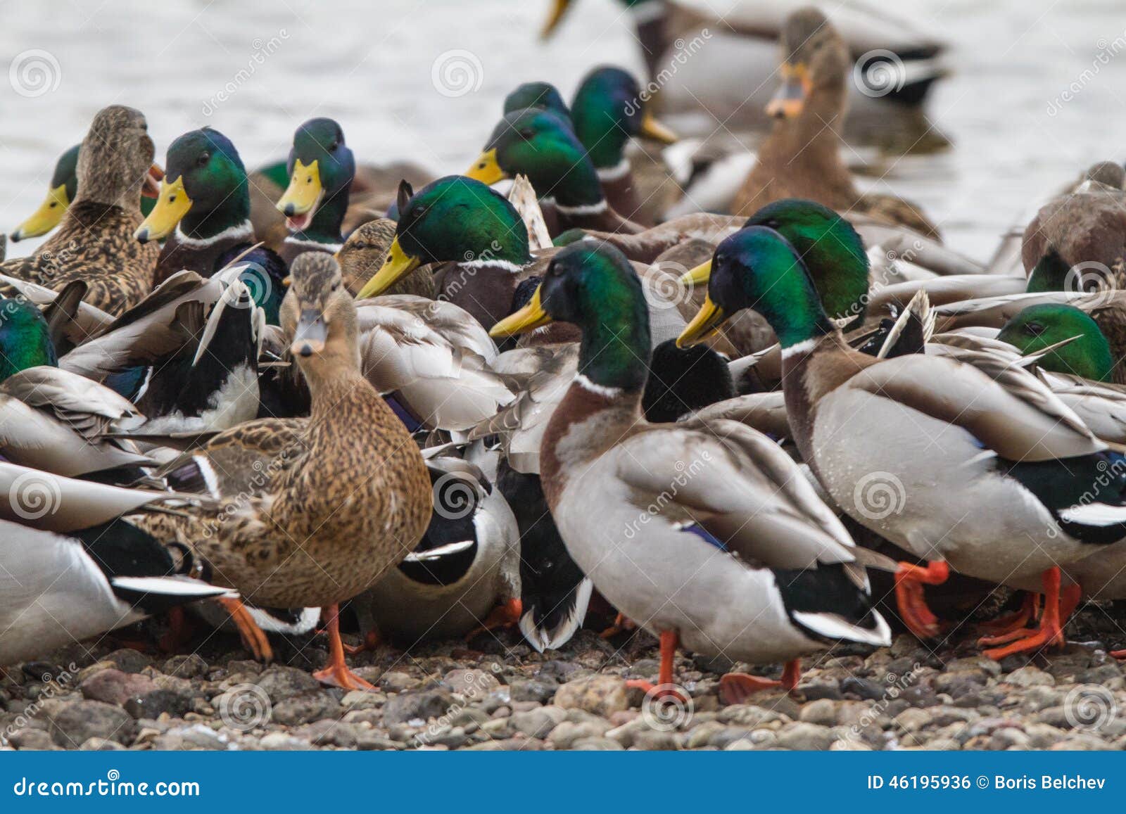 Flock of Mallards on an Icy River Stock Photo - Image of antis ...