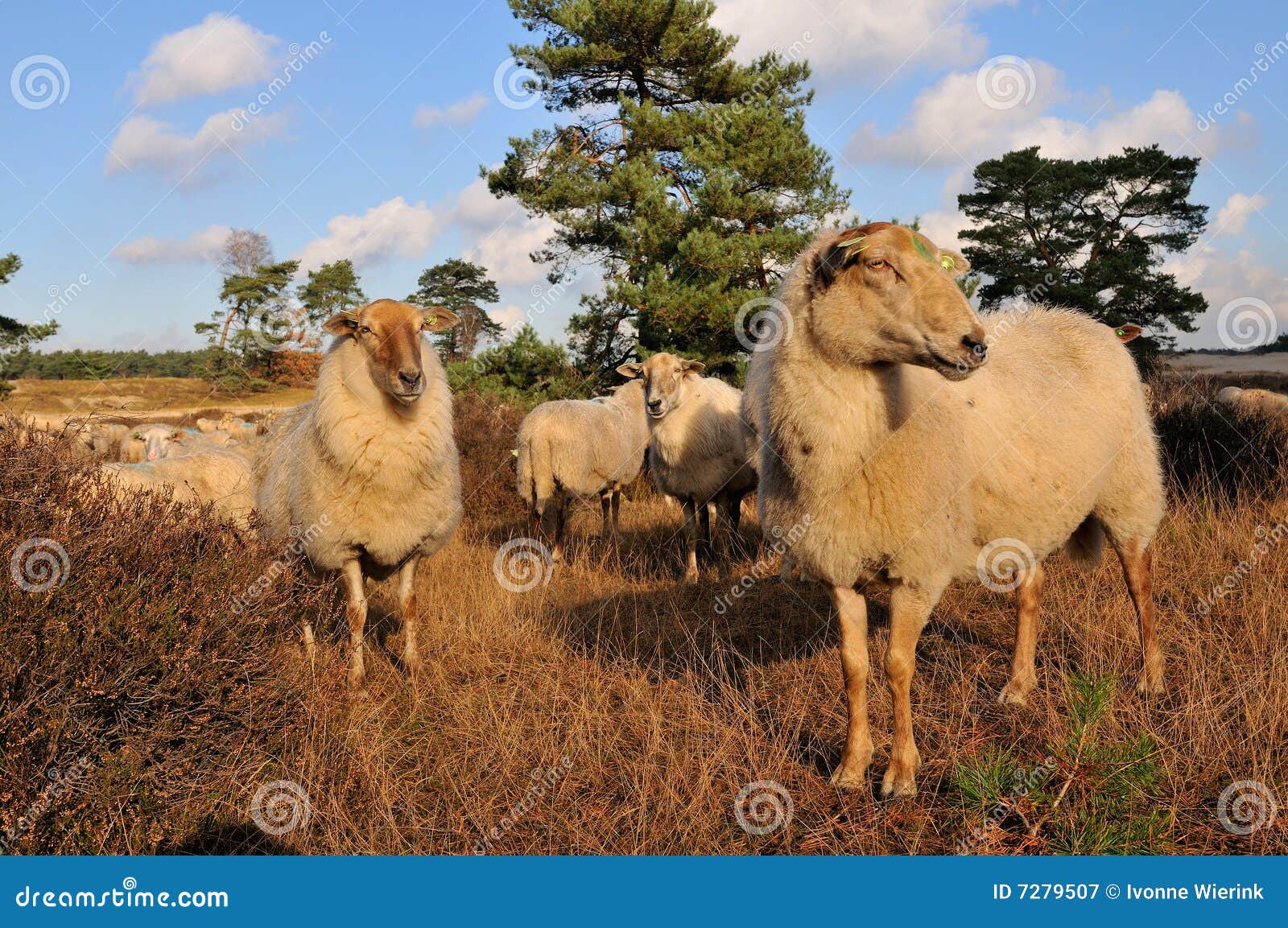Flock with many sheep stock image. Image of crowd, animals - 7279507