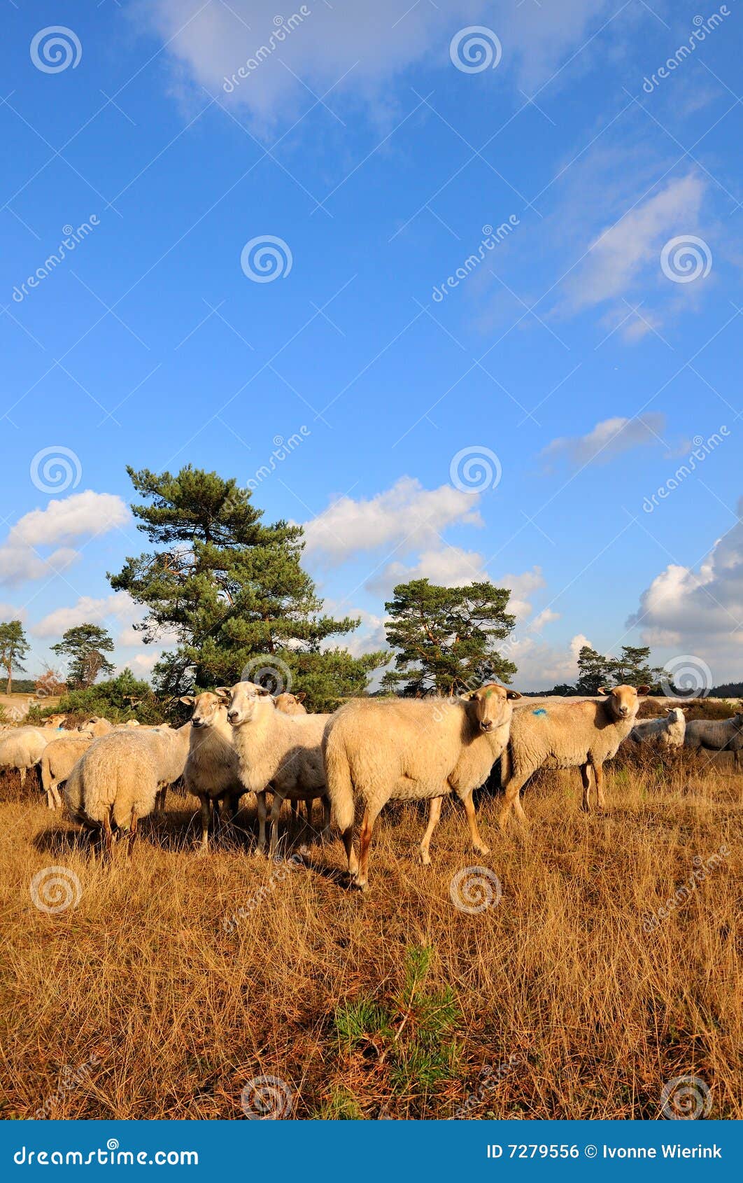 Flock with many sheep stock photo. Image of netherlands - 7279556
