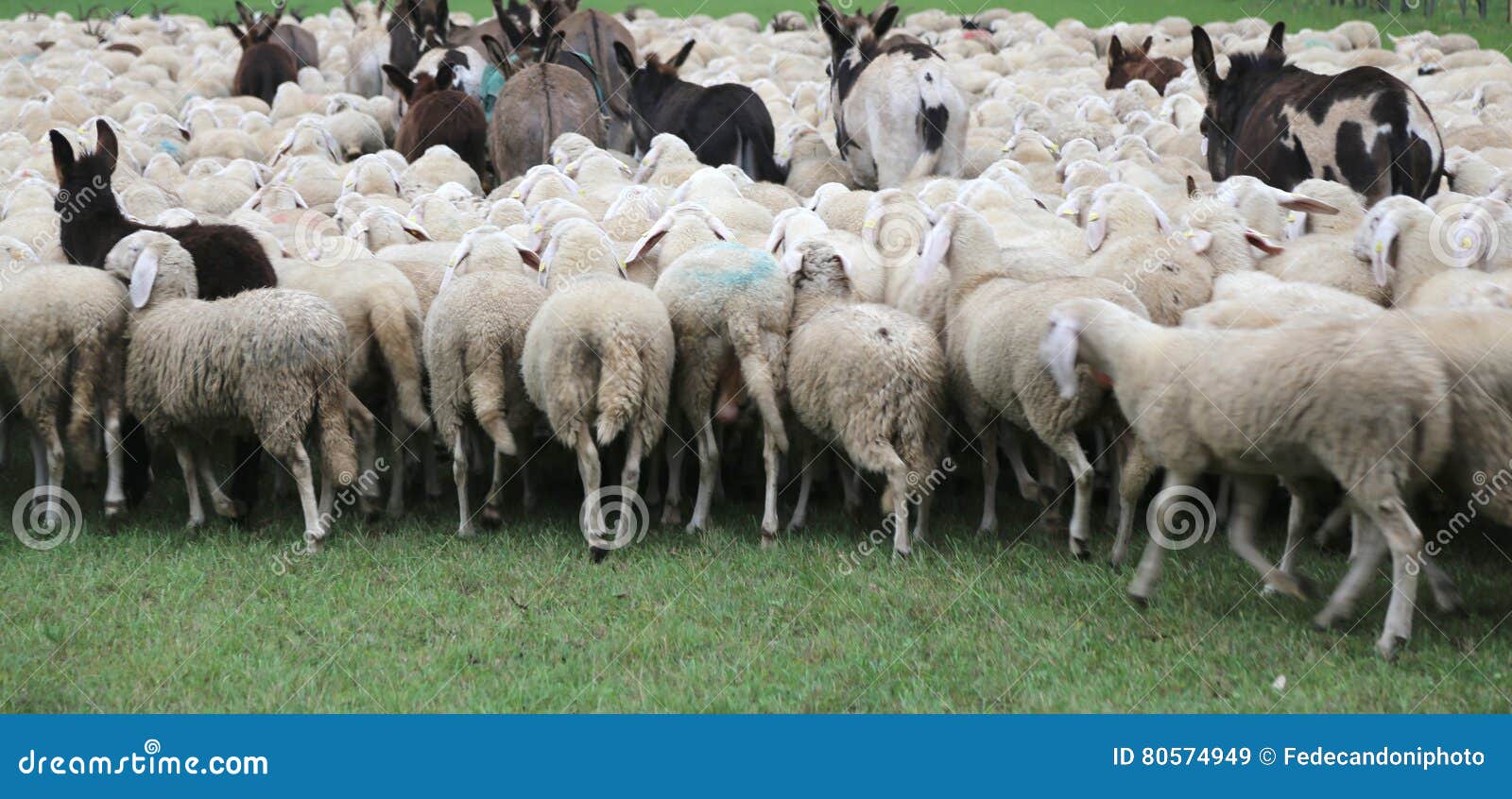 Flock with Many Sheep and Donkeys Stock Image - Image of donkey, sheeps ...
