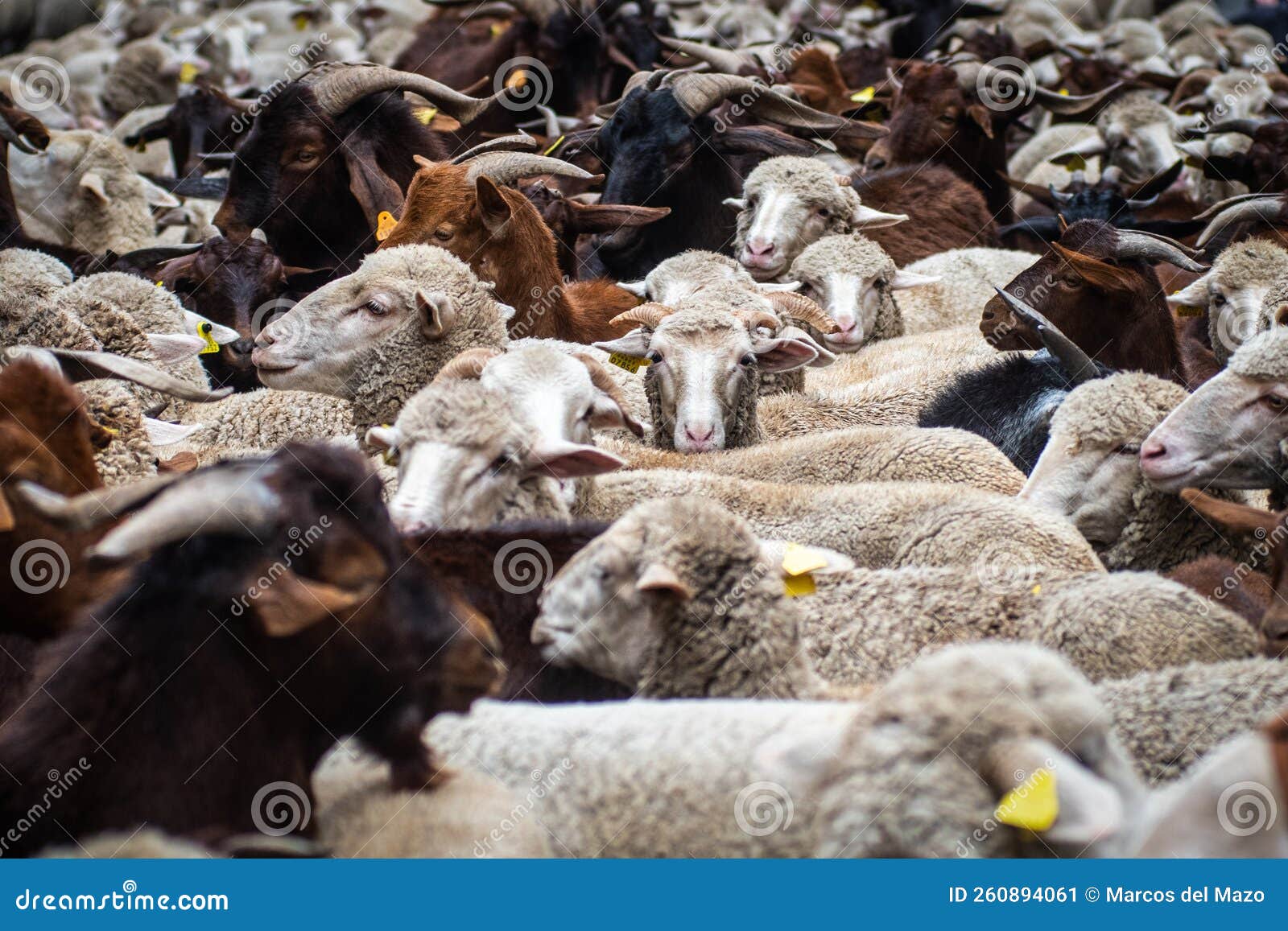 A Flock of Many Sheep and Goats Stock Image - Image of large, flock ...