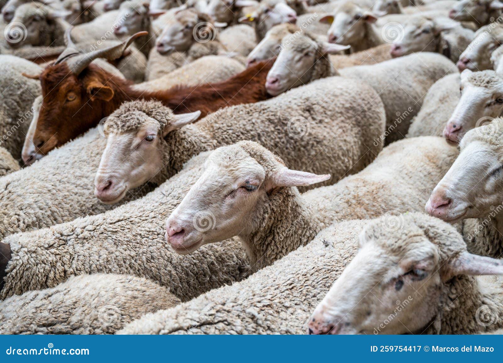 A Flock of Many Sheep and One Goat Stock Image - Image of agriculture ...