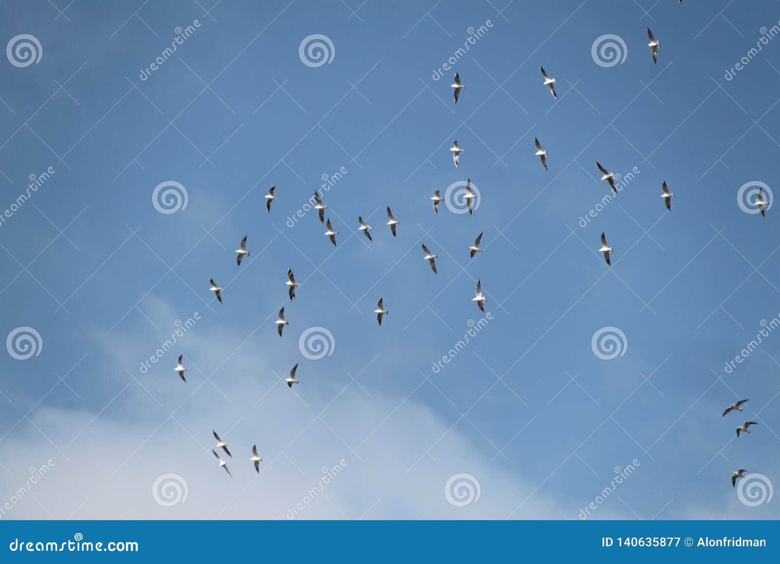 Flock of Many Storks stock image. Image of storks, migrating - 140635877