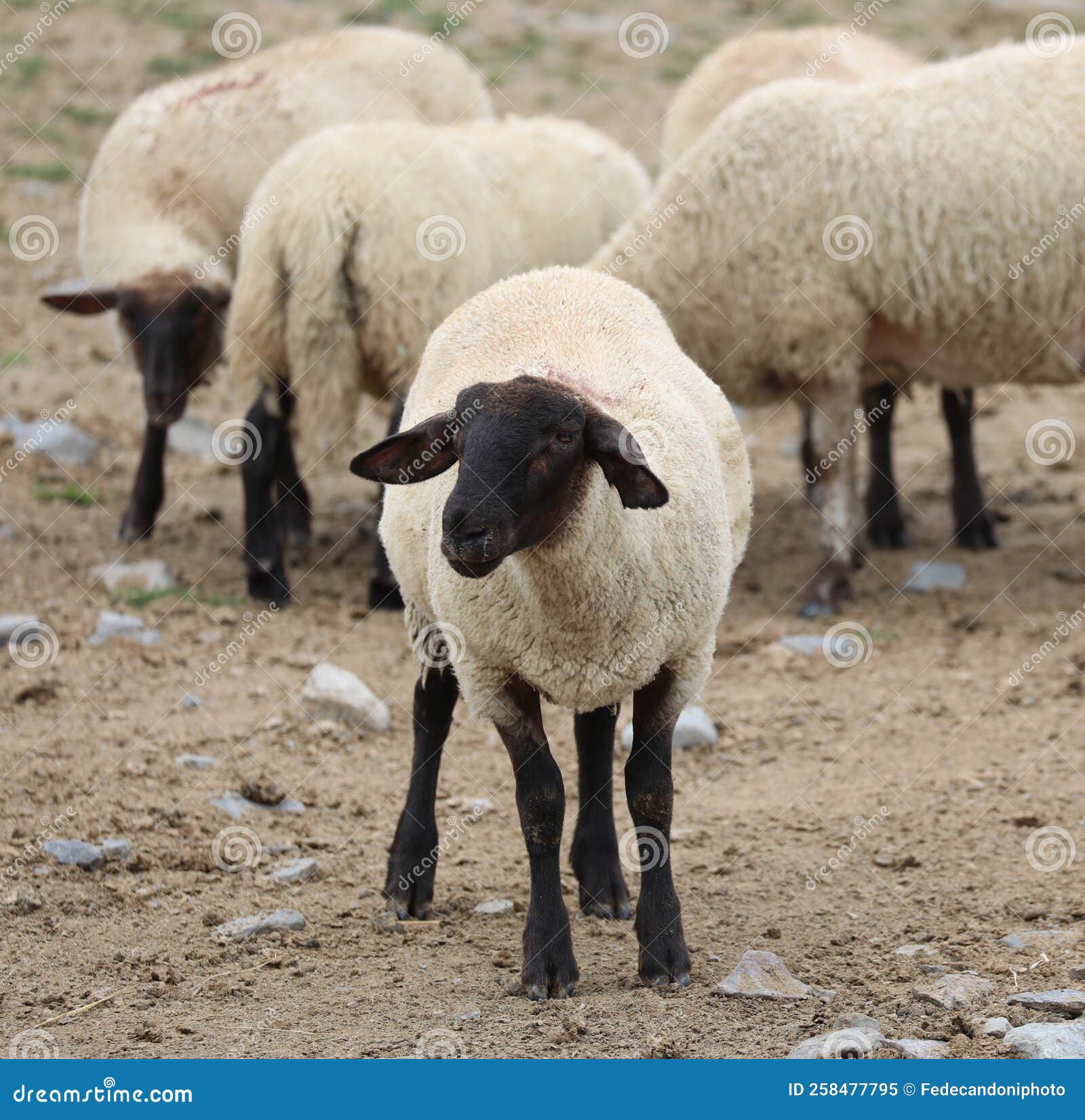 Flock of Many SUFFOLK Breed Sheep with BLACK Legs and Head Grazing ...