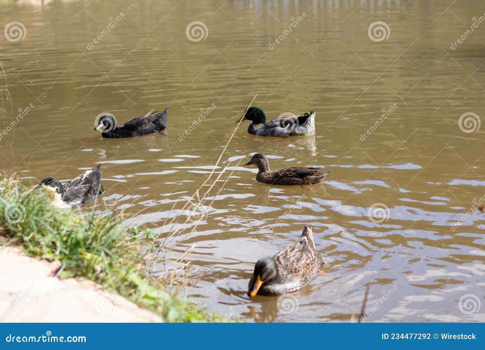 Flock of Marsh Ducks Swimming in a Lak Stock Photo - Image of group ...