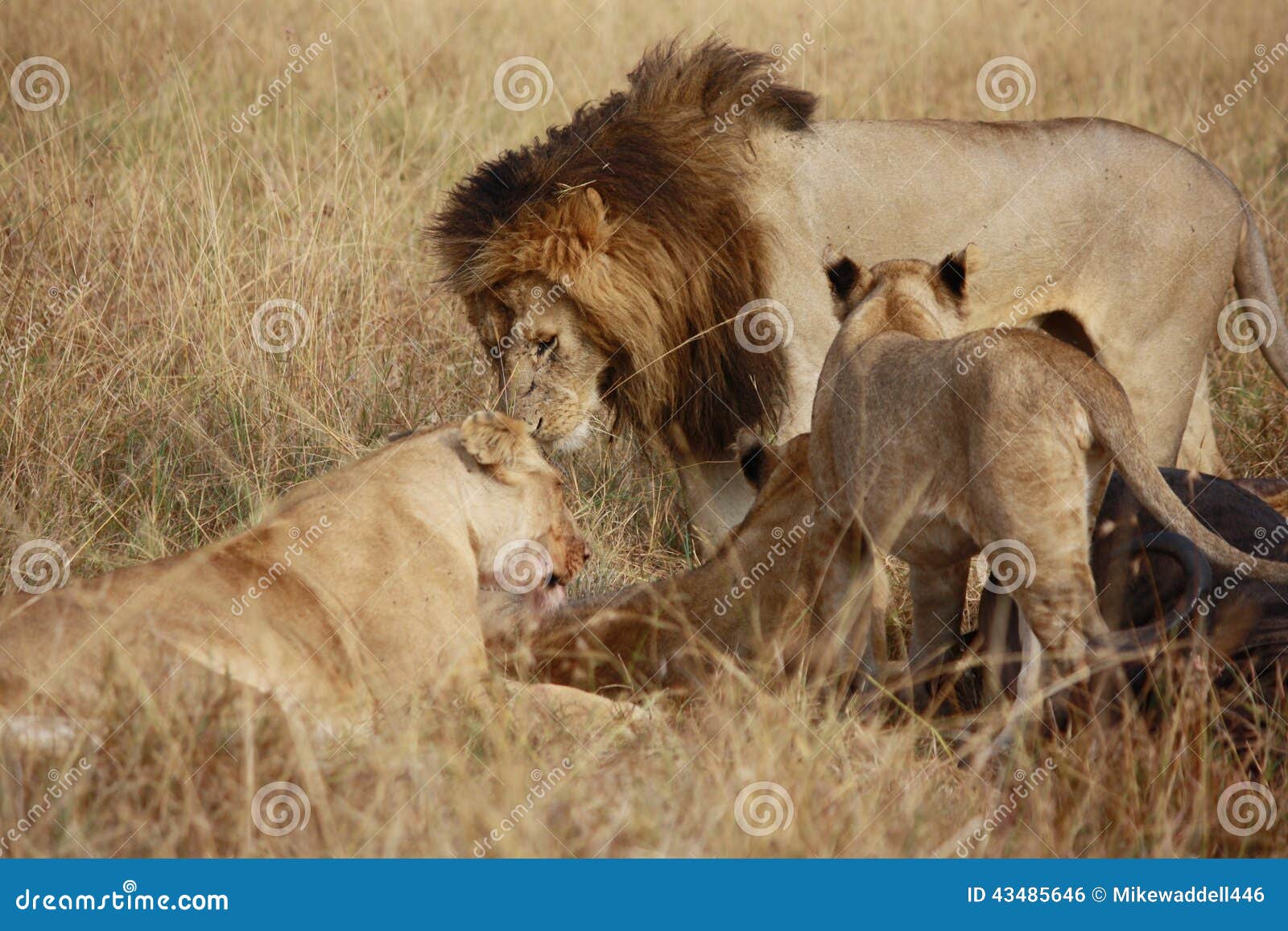 Flock Med Lejon I Masaien Mara Arkivfoto - Bild av gräs, lejon: 43485646