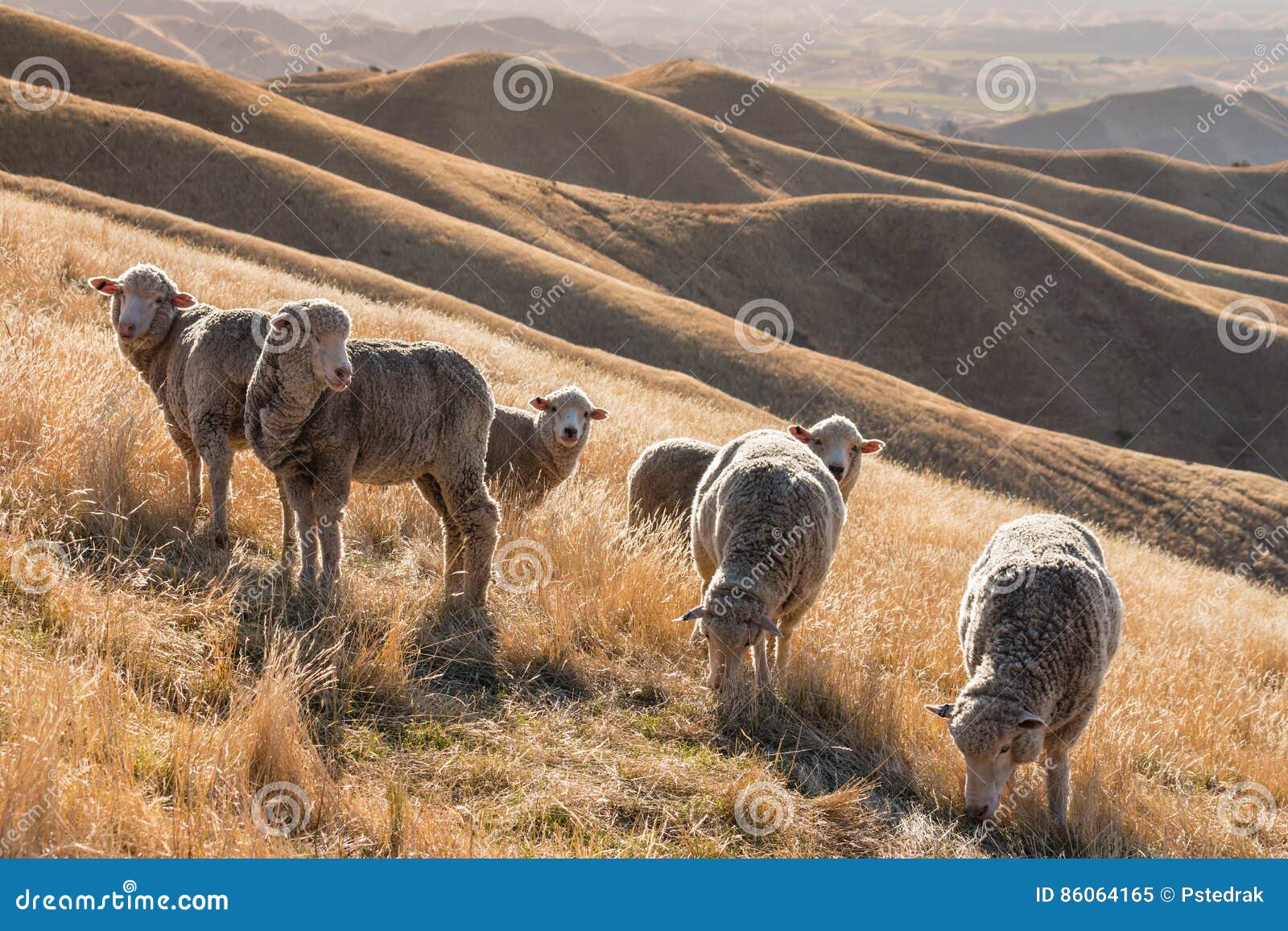 Flock of Merino Sheep on Grassy Hill Stock Image - Image of copy, graze ...