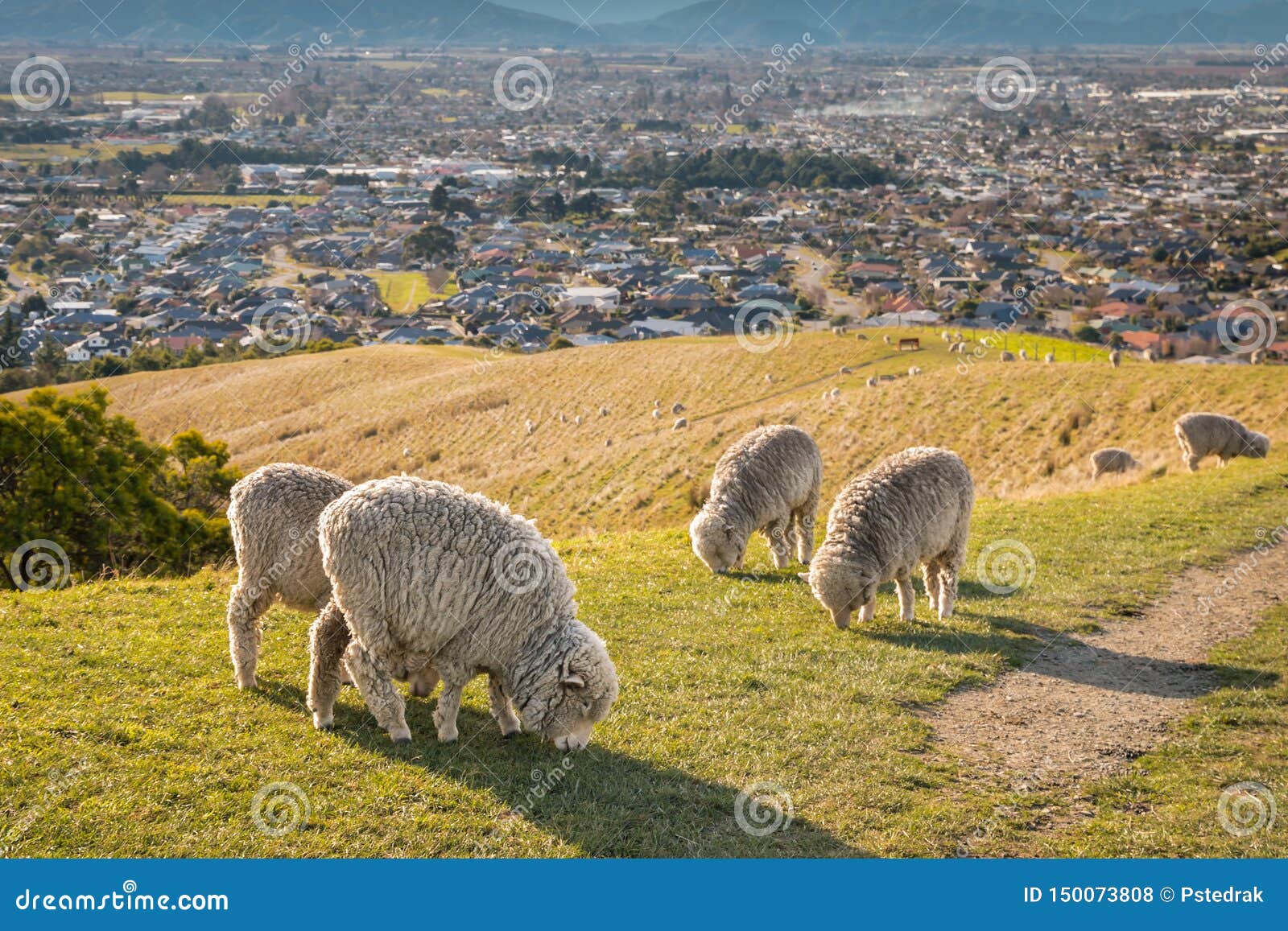 Flock of Merino Sheep Grazing on Wither Hills Above Blenheim Town Stock ... Flock of Merino Sheep Grazing on Wither Hills Above Blenheim Town Stock ...