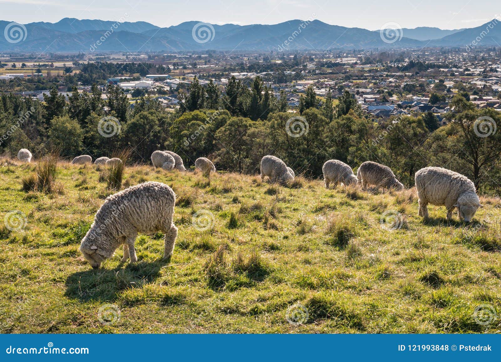 Flock of Merino Sheep Grazing on Wither Hills Above Blenheim, New ... Flock of Merino Sheep Grazing on Wither Hills Above Blenheim, New ...