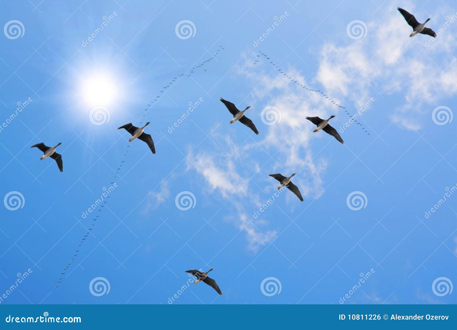 Flock of migrating stock photo. Image of colorful, slipstream - 10811226