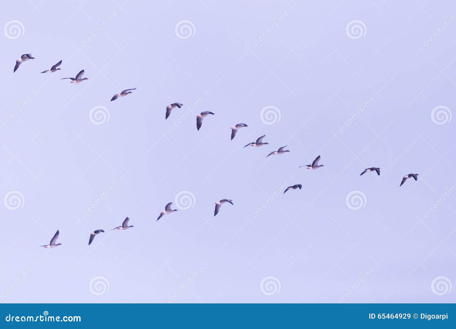 A Flock Of Migrating Greylag Geese Flying In Formation. Royalty-Free ...