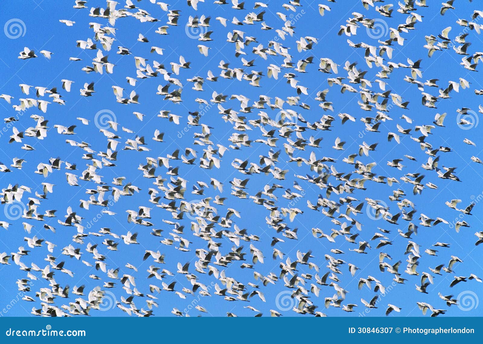 Flock of migrating birds stock image. Image of airbourne - 30846307