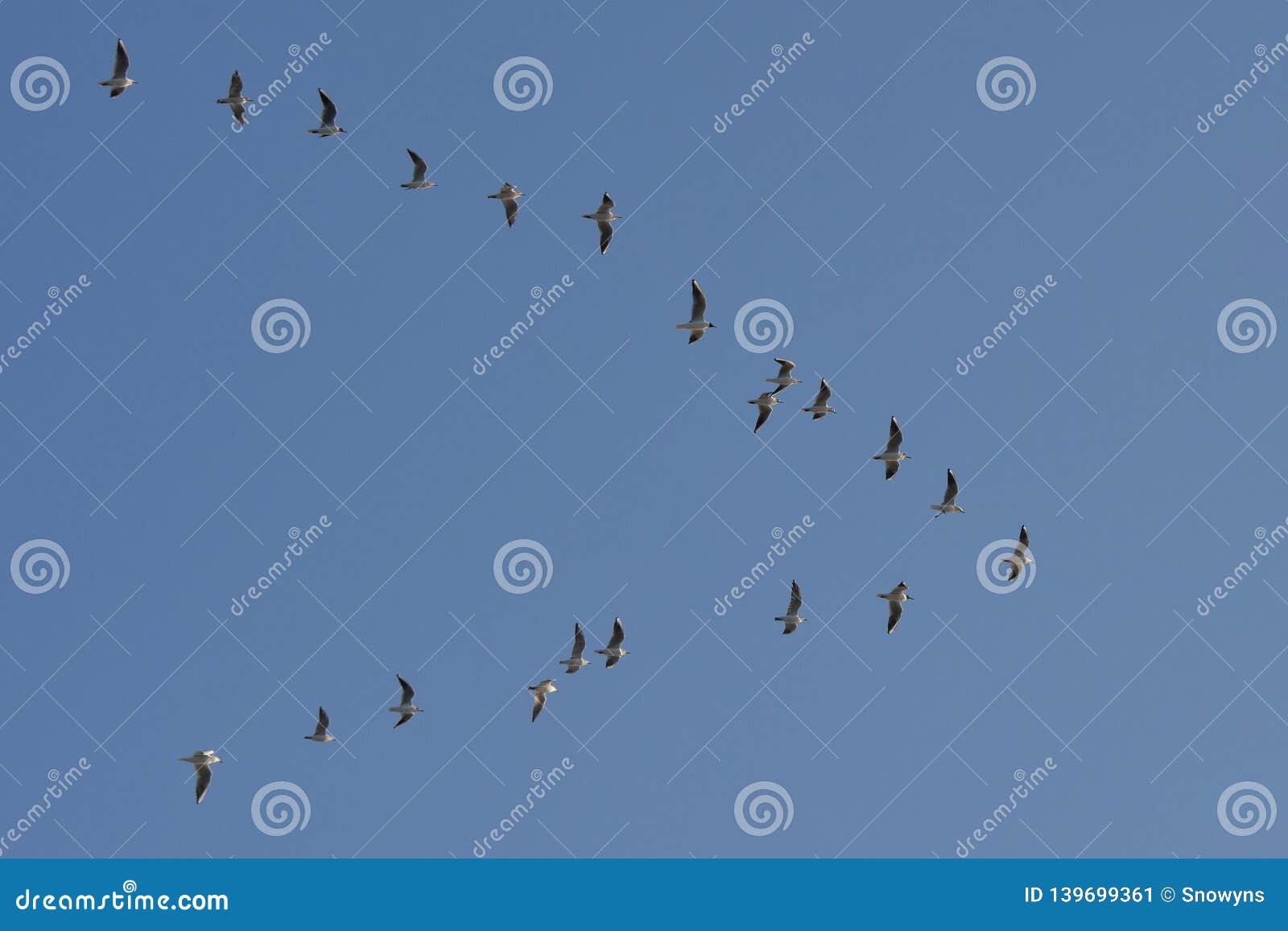 Flock of Migrating Birds Flying in Formation Stock Image - Image of ...