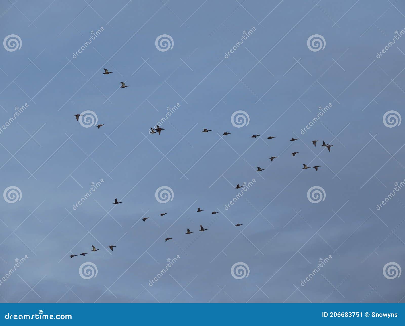 Flock of Migrating Birds Flying in Formation Stock Image - Image of ...